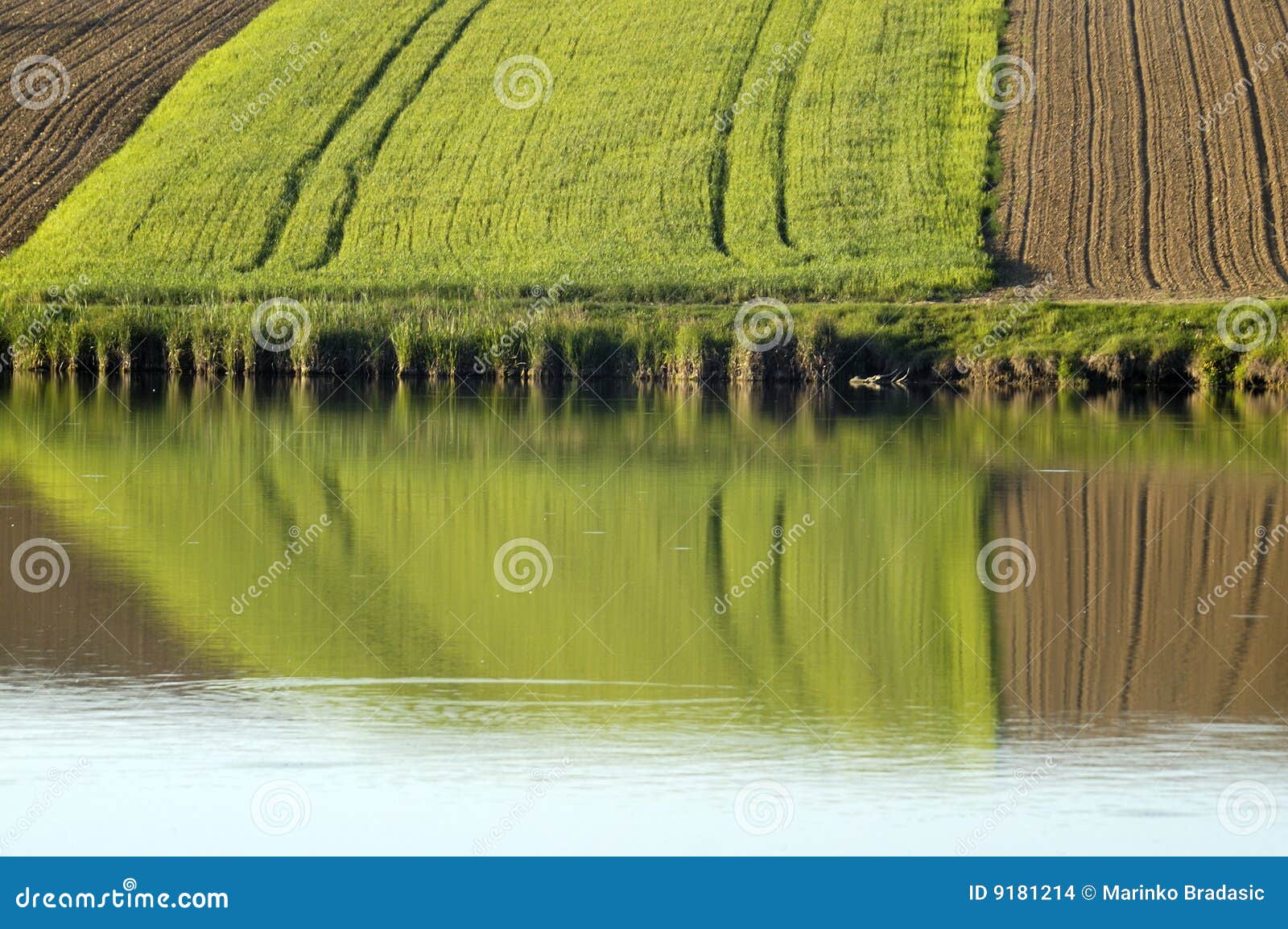 Fields by the lake stock photo. Image of green, wheat - 9181214