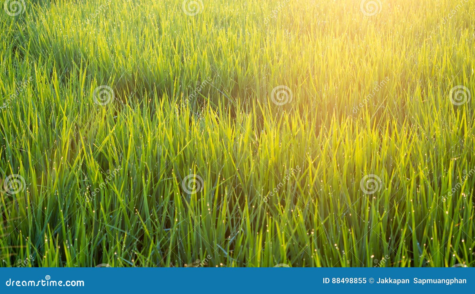 Fields with light morning stock image. Image of grass - 88498855