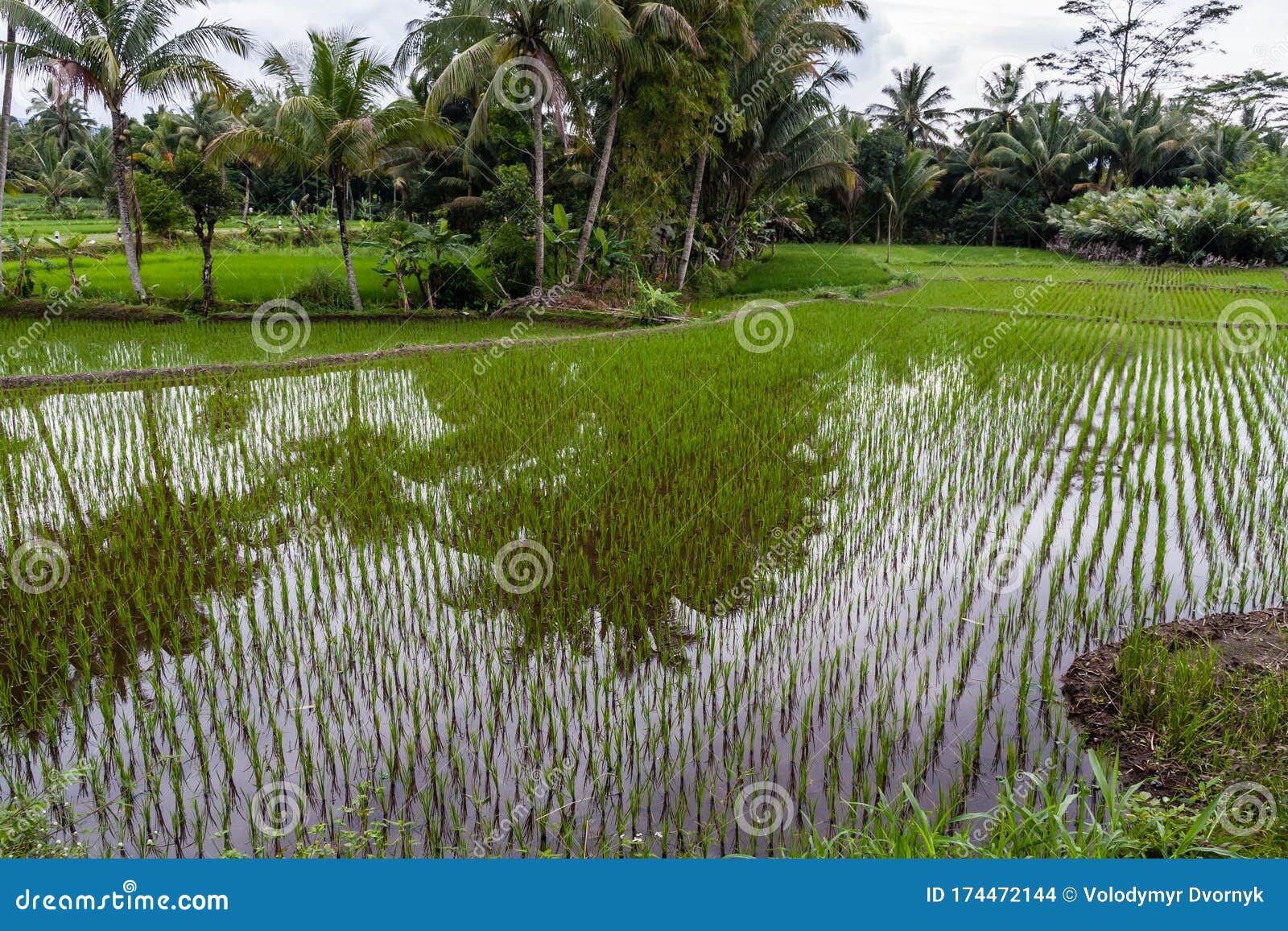 Rice Checks in Central Java, Indonesia Stock Photo - Image of grass ...
