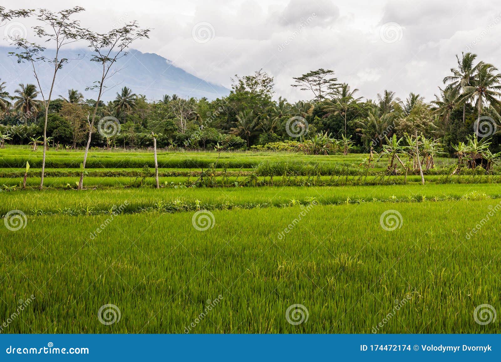 Rice Checks in Central Java, Indonesia Stock Photo - Image of checks ...