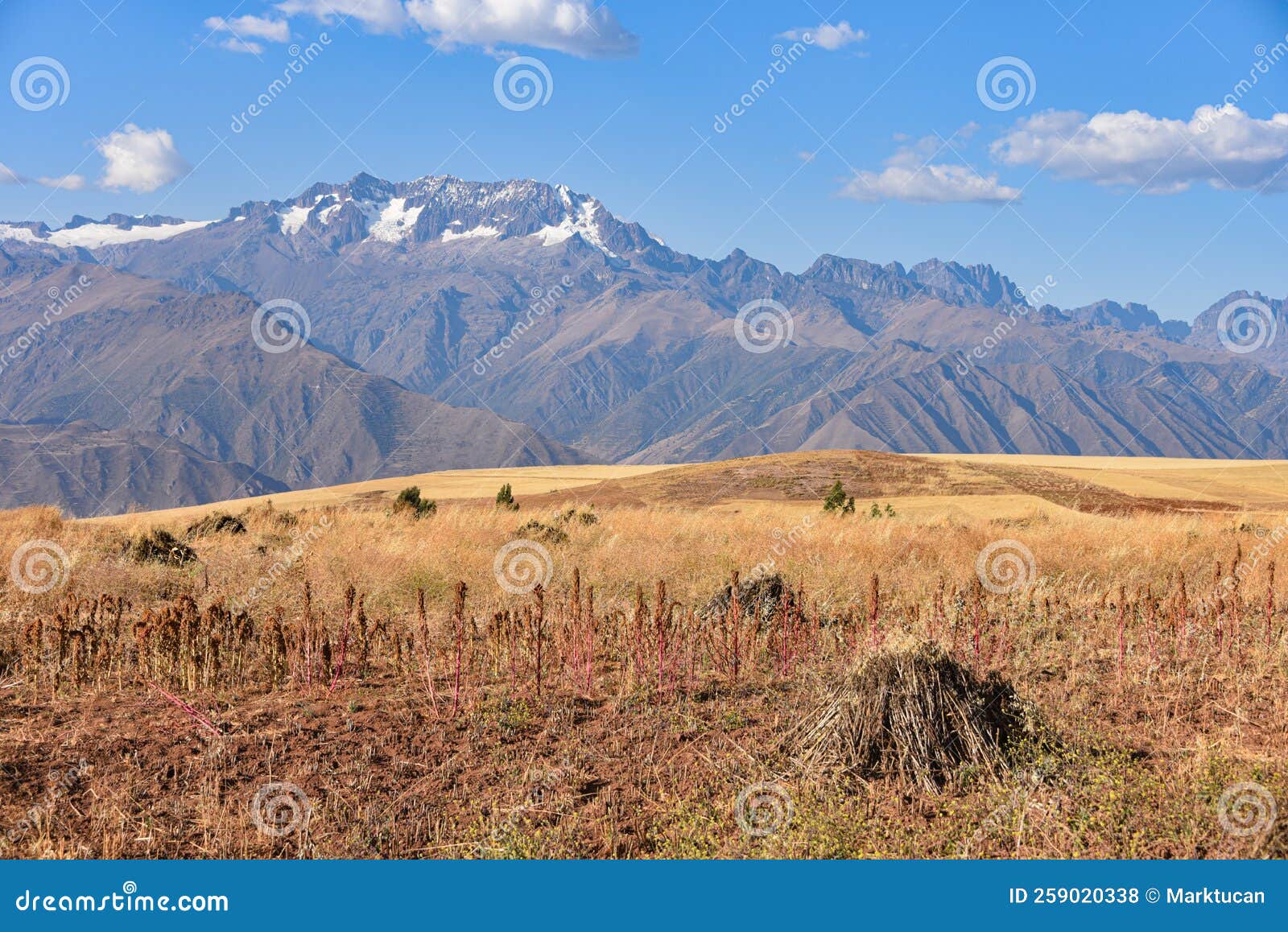 Fields of Maize and Quinoa, Urubamba Valley, Cusco, Peru Stock Photo ...