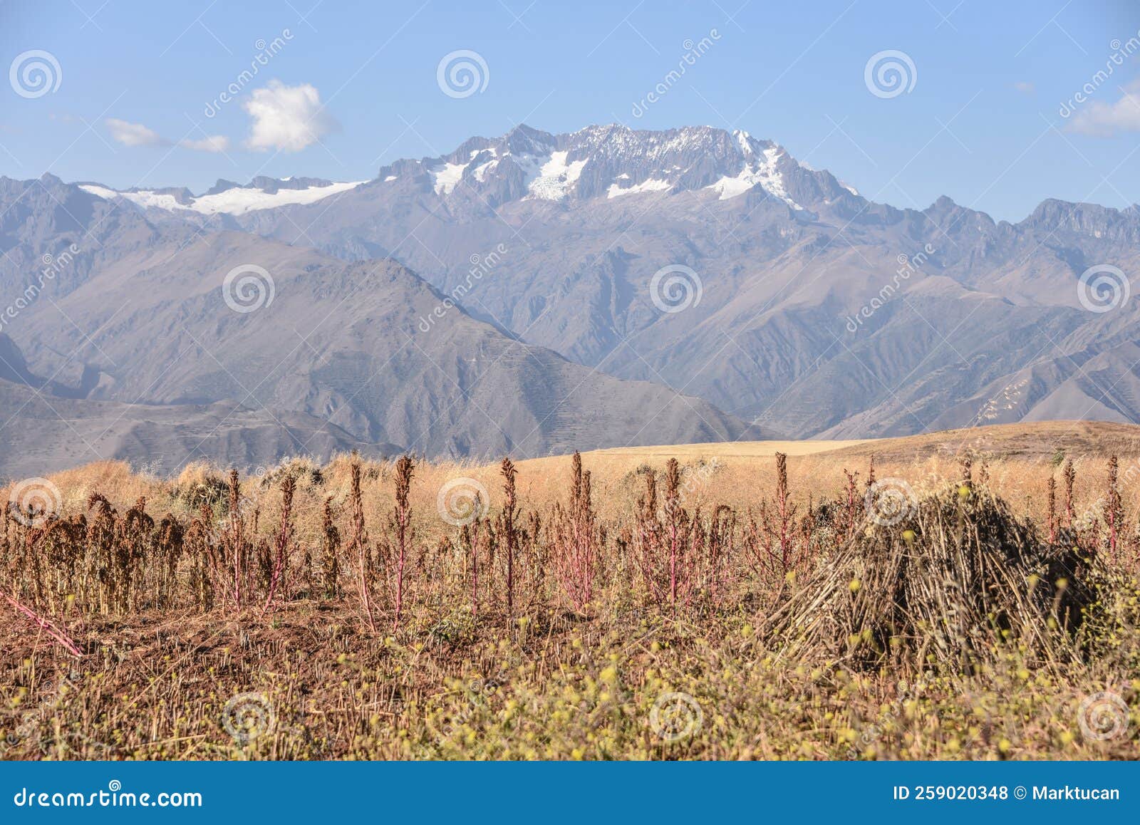 Fields of Maize and Quinoa, Urubamba Valley, Cusco, Peru Stock Photo ...