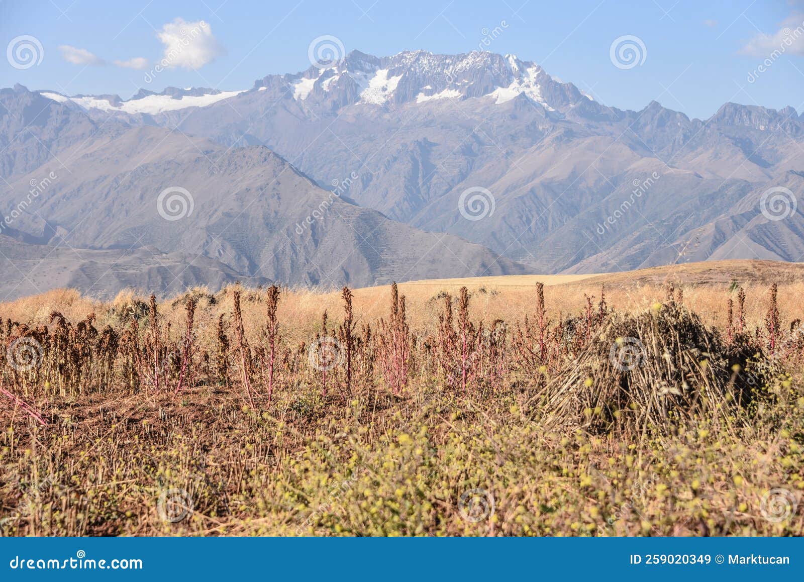 Fields of Maize and Quinoa, Urubamba Valley, Cusco, Peru Stock Image ...