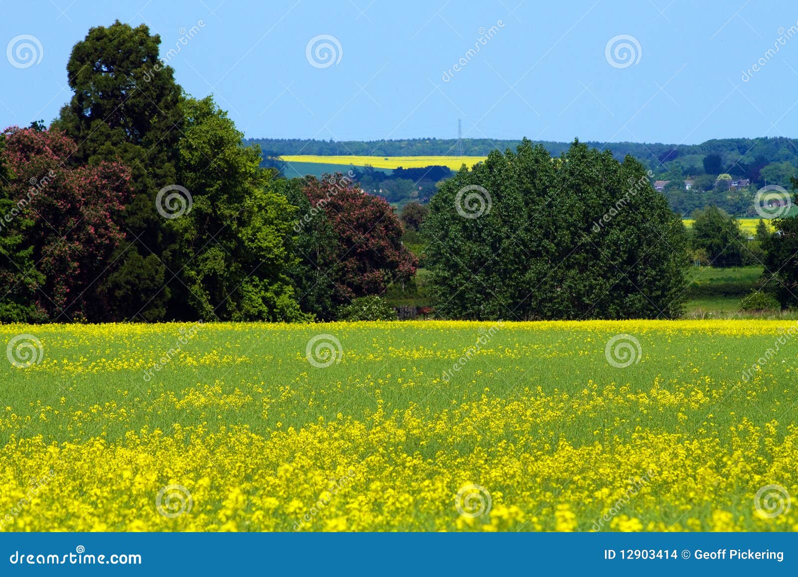 Fields and Meadows stock photo. Image of bright, wallpaper - 12903414