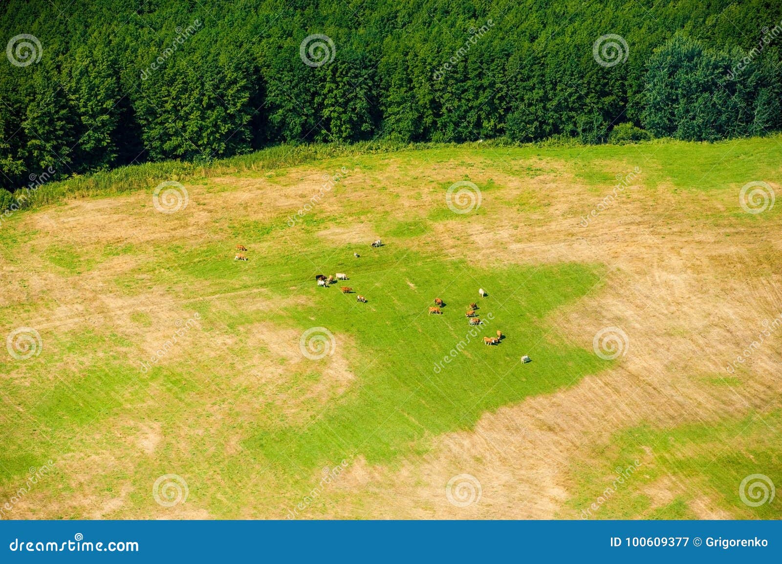 Fields and Meadows. Aerial View. Landscape. Stock Image - Image of ...