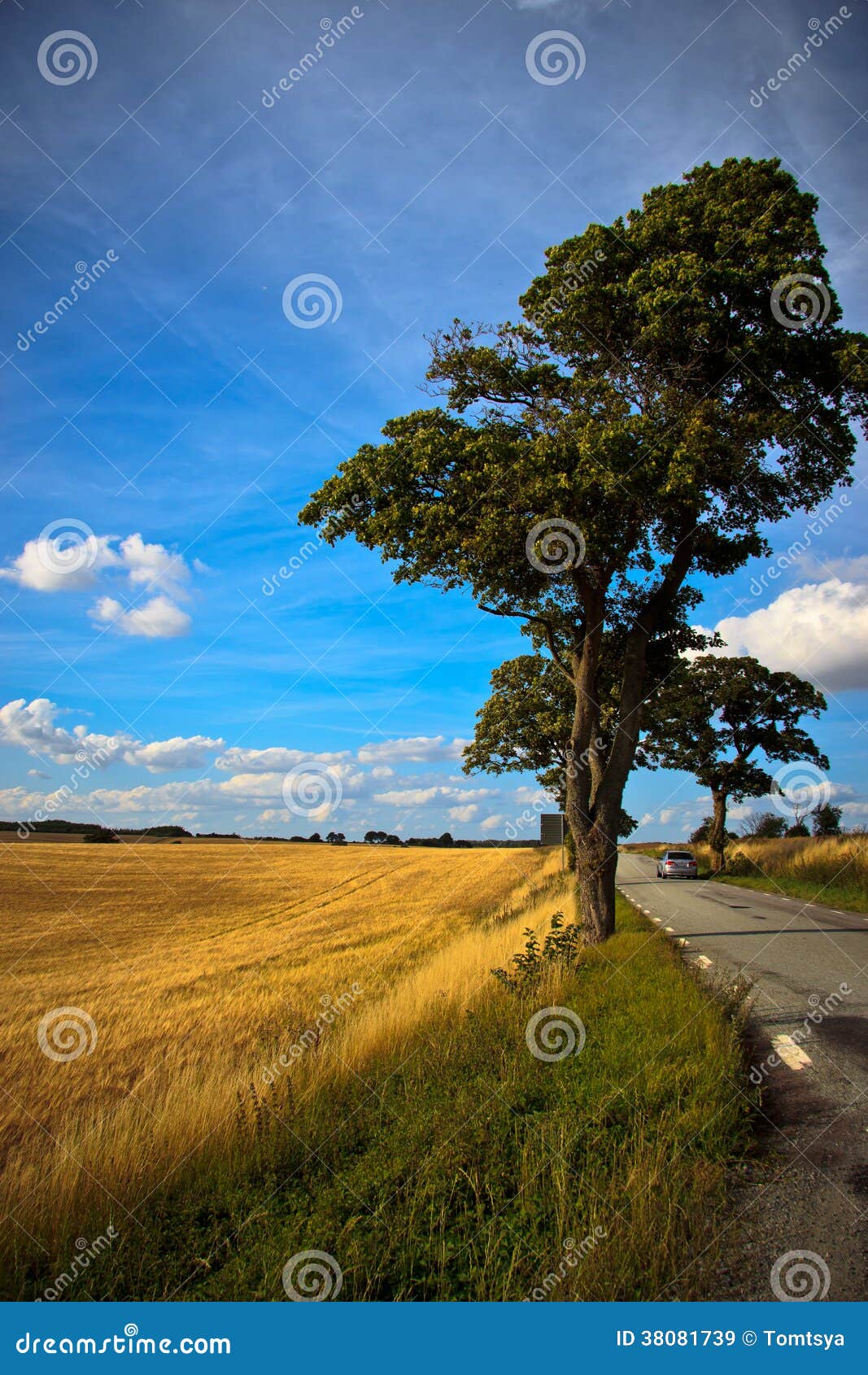 Fields and Meadows of Denmark Stock Image - Image of nature, outdoor ...