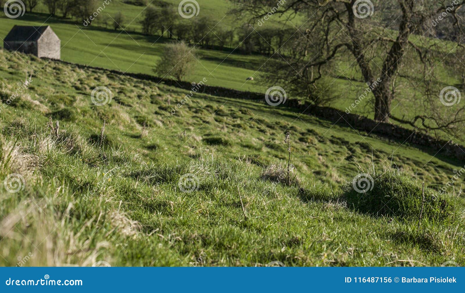 Fields and Meadows, Green View of the Peak District, the UK. Stock ...