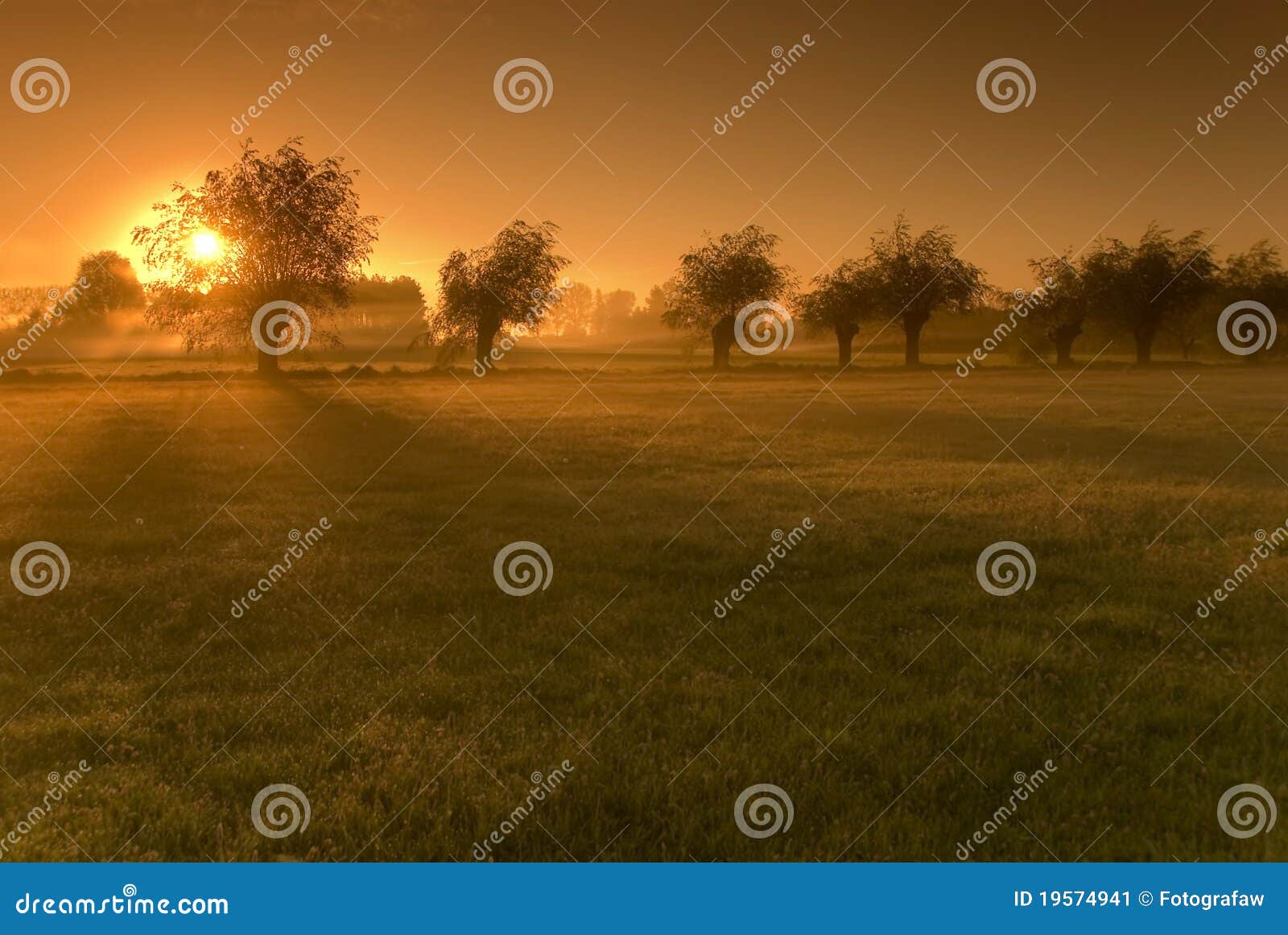 Fields in the morning stock image. Image of birches, trees - 19574941