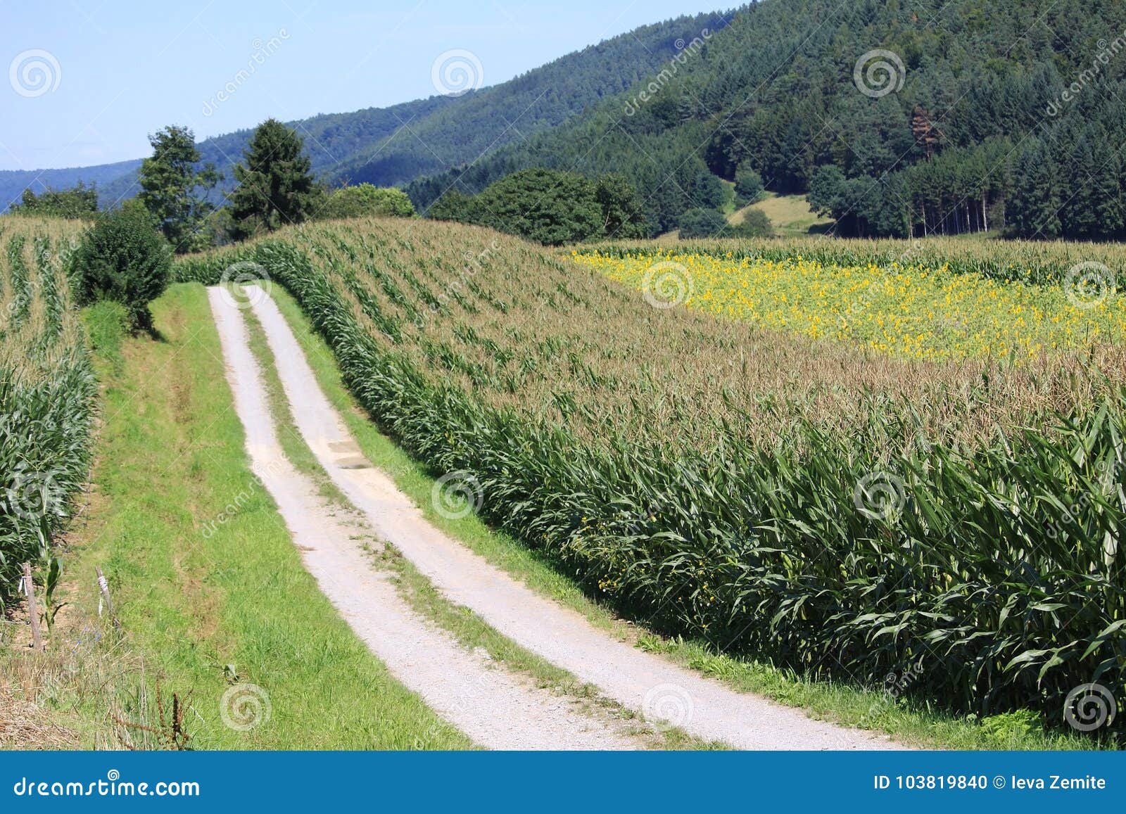 Wheat Fields in the Mountains of Germany, Hettigenbeuern Stock Photo ...