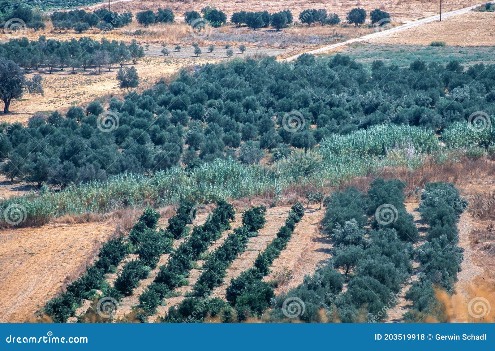 Fields with Olive Trees in Crete, Greece Stock Photo - Image of ...