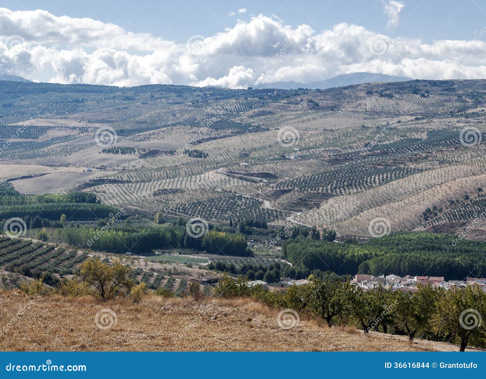Fields of olives trees stock photo. Image of spain, fields - 36616844