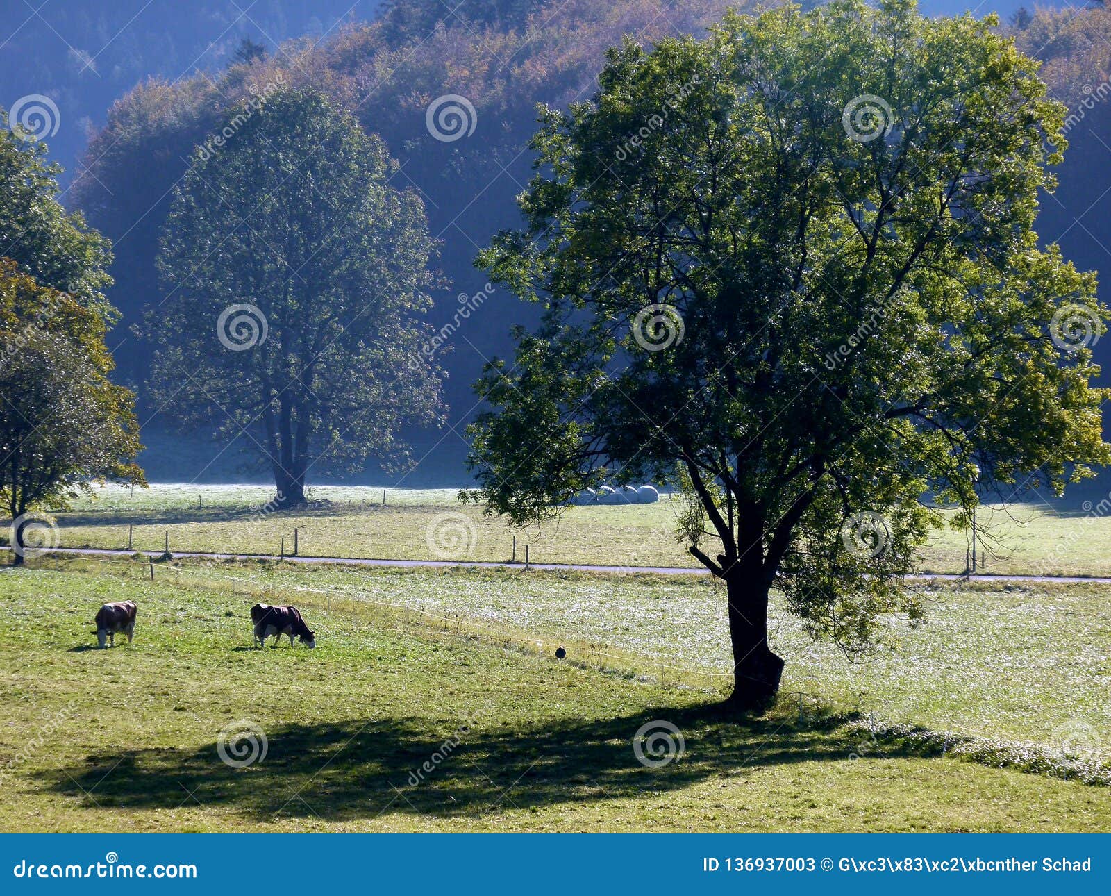 Fields and Pastures with Big Trees and Grazing Cows Stock Image - Image ...