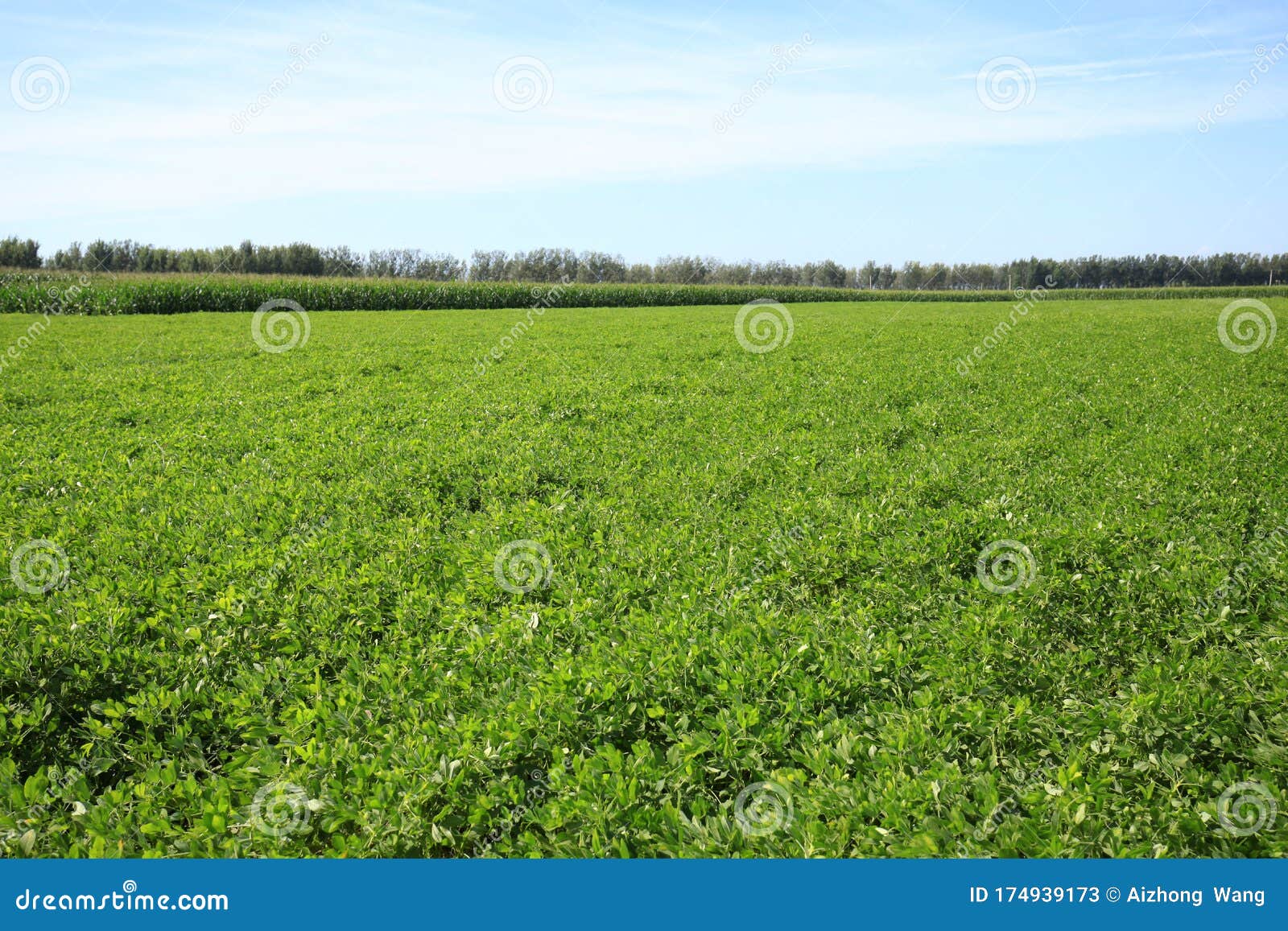 The fields of peanuts stock image. Image of plants, peanut - 174939173