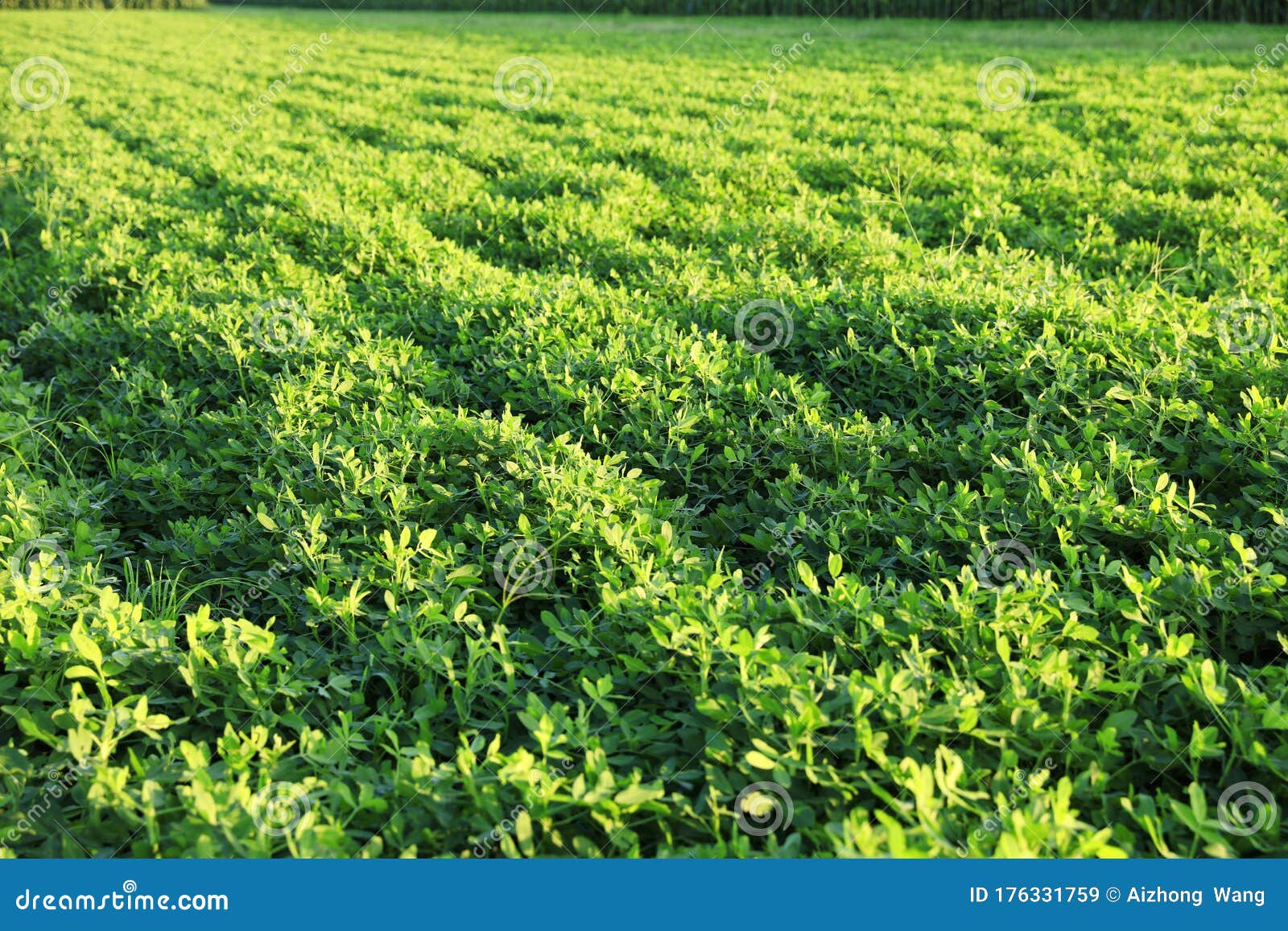The fields of peanuts stock image. Image of peanut, agriculture - 176331759