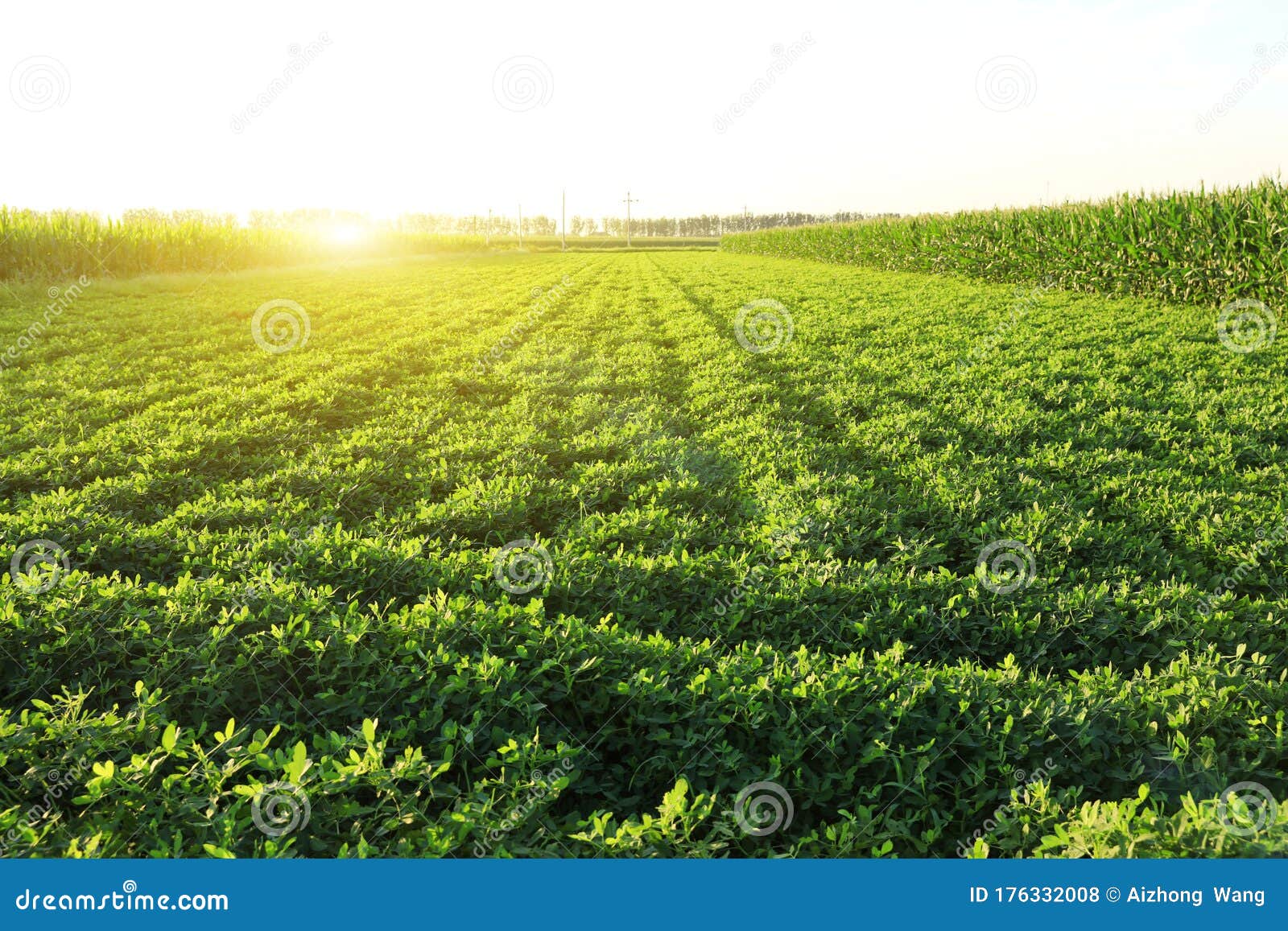 The fields of peanuts stock photo. Image of crop, cultivated - 176332008