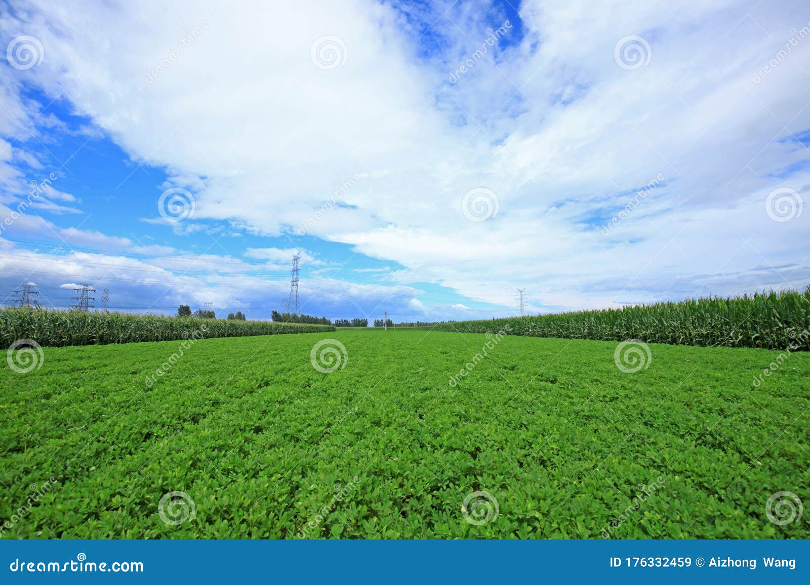 The fields of peanuts stock image. Image of farmland - 176332459