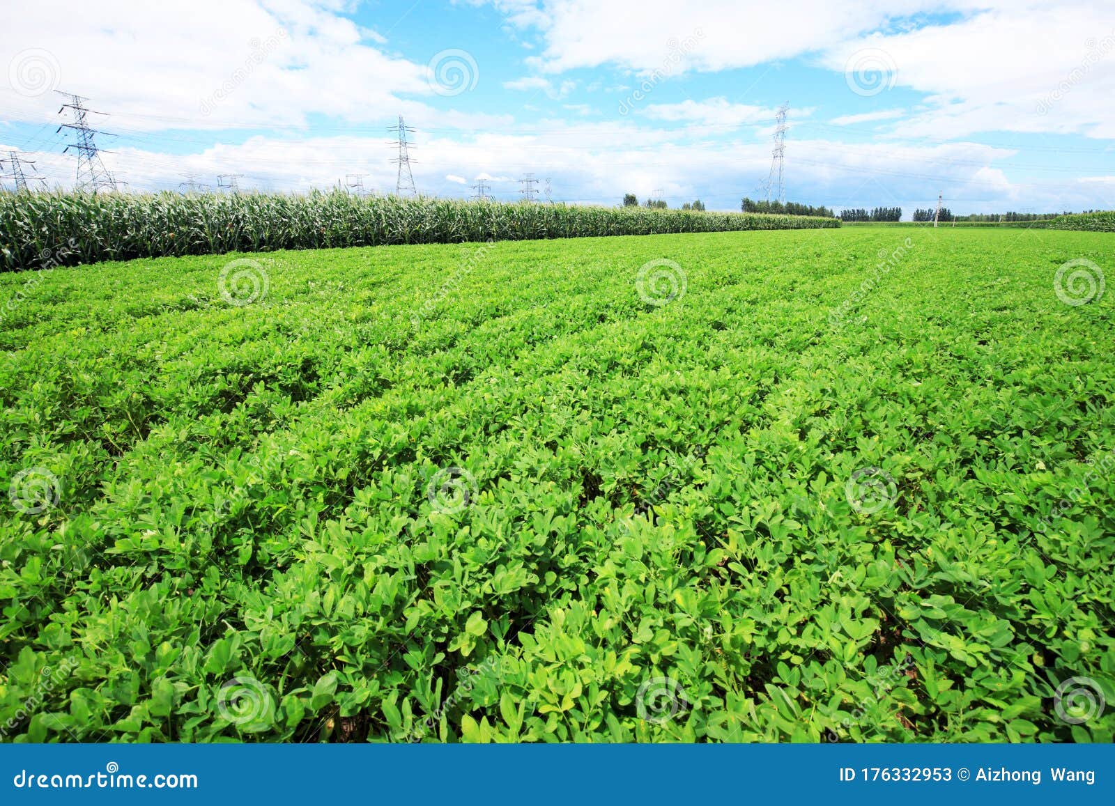 The fields of peanuts stock image. Image of farm, organic - 176332953