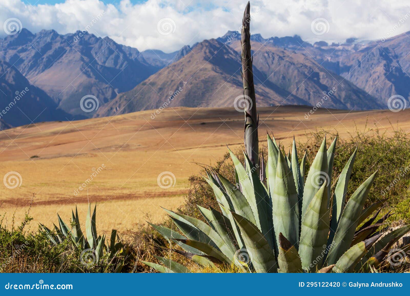 Fields in Peru stock photo. Image of rural, botanic - 295122420