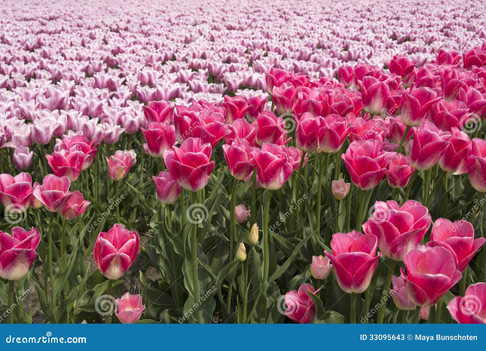 Fields with pink tulips stock image. Image of gardening - 33095643