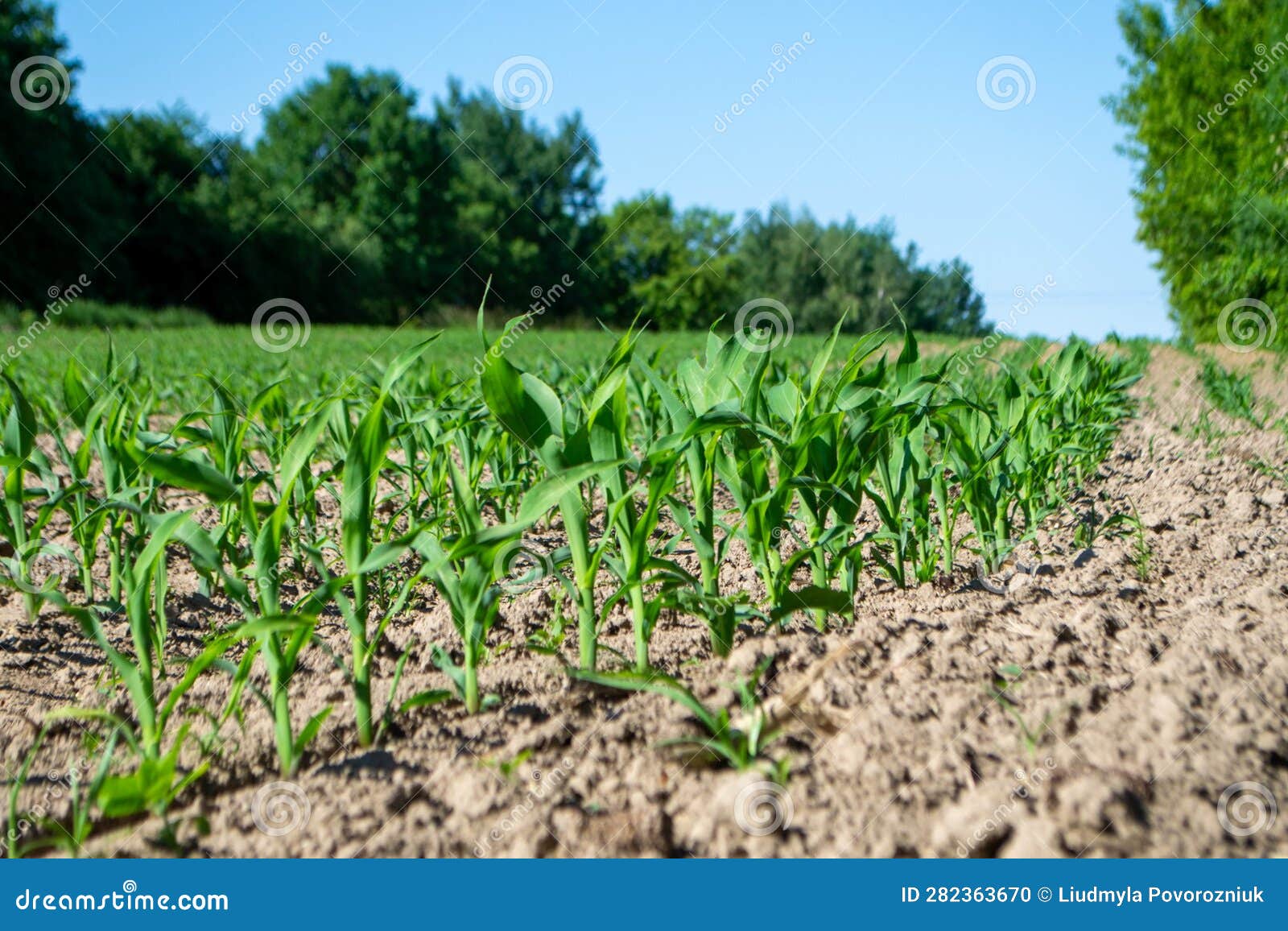 Fields Planted with Corn. Green Corn Sprouts in a Field at a Ranch ...
