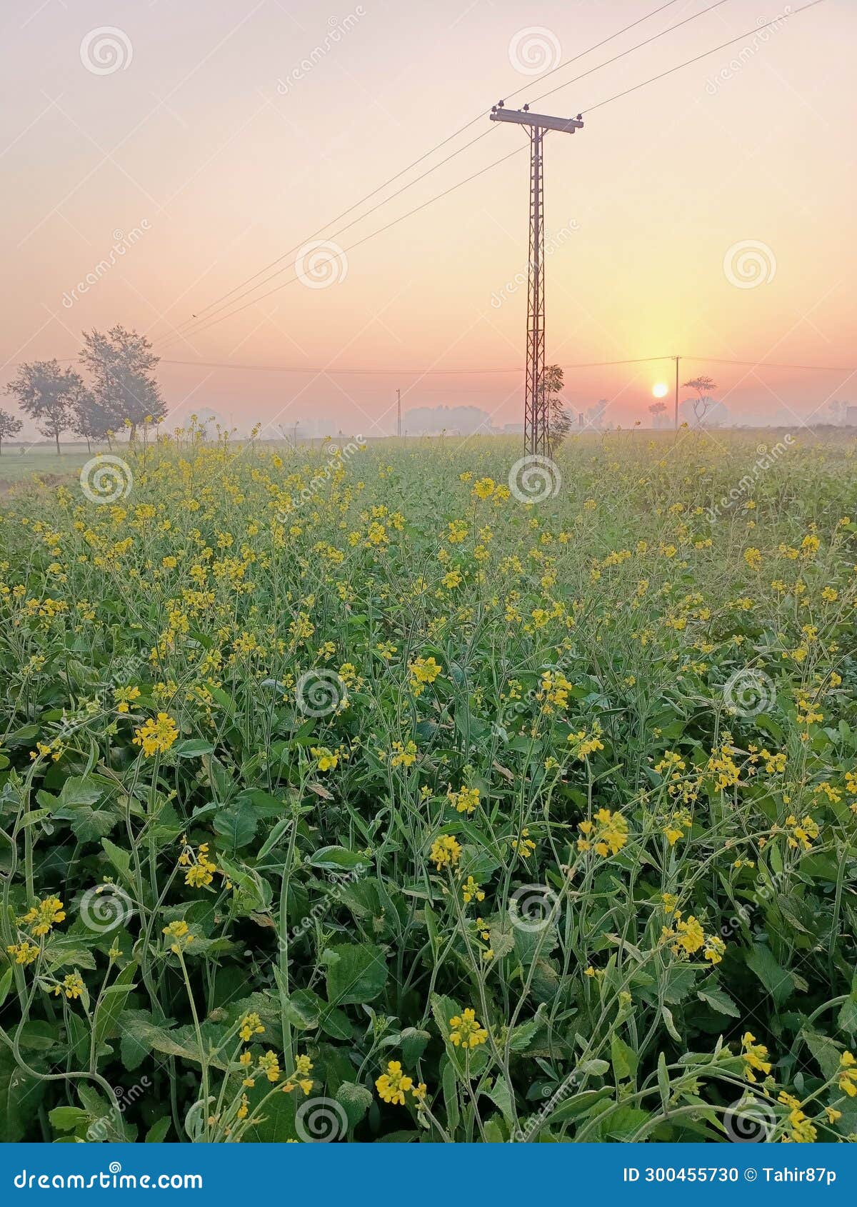 Fields in Punjab Pakistan, Beautiful Scene Stock Photo - Image of ...