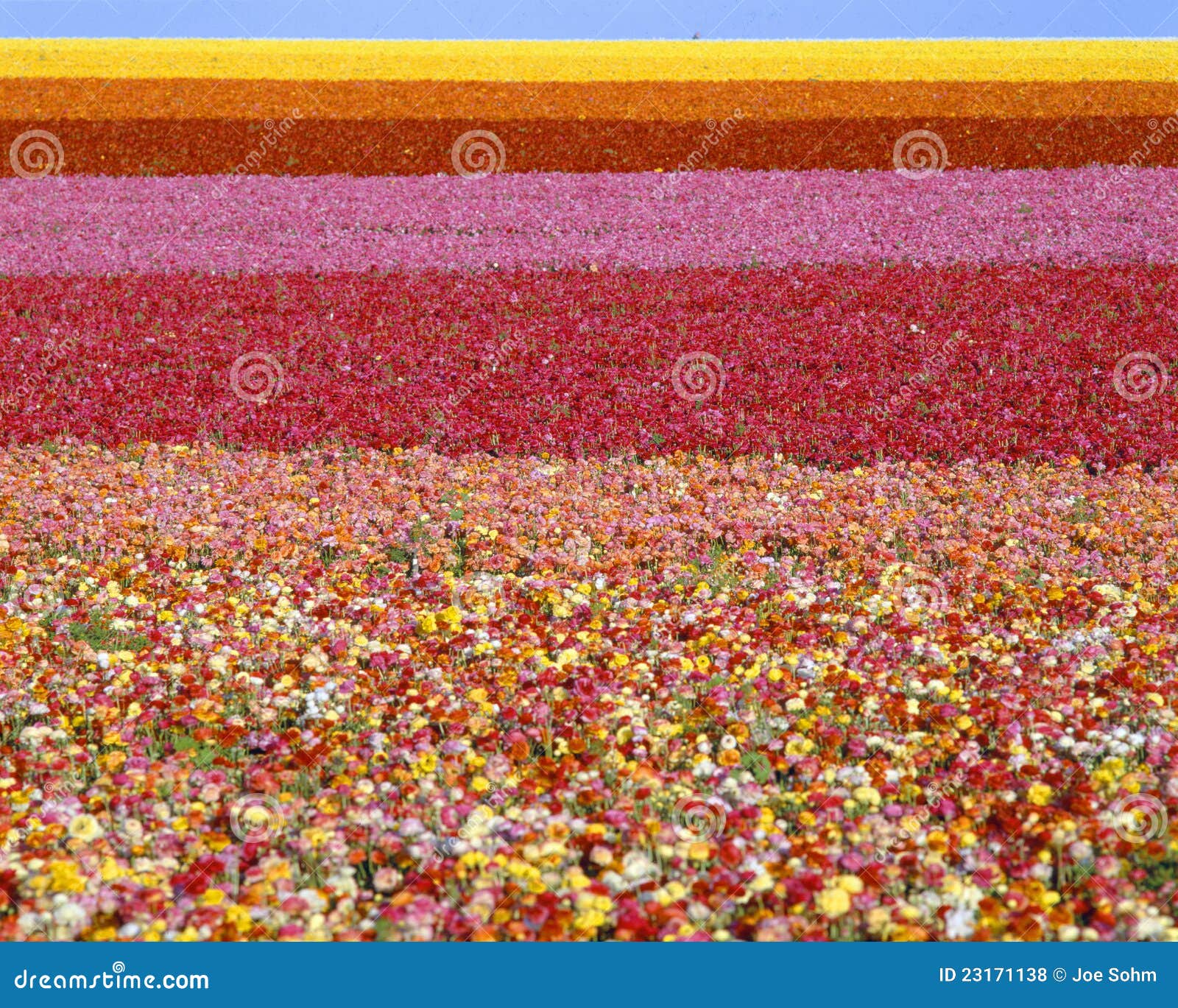 Fields of Ranunculus Flowers Stock Photo - Image of farming, color ...