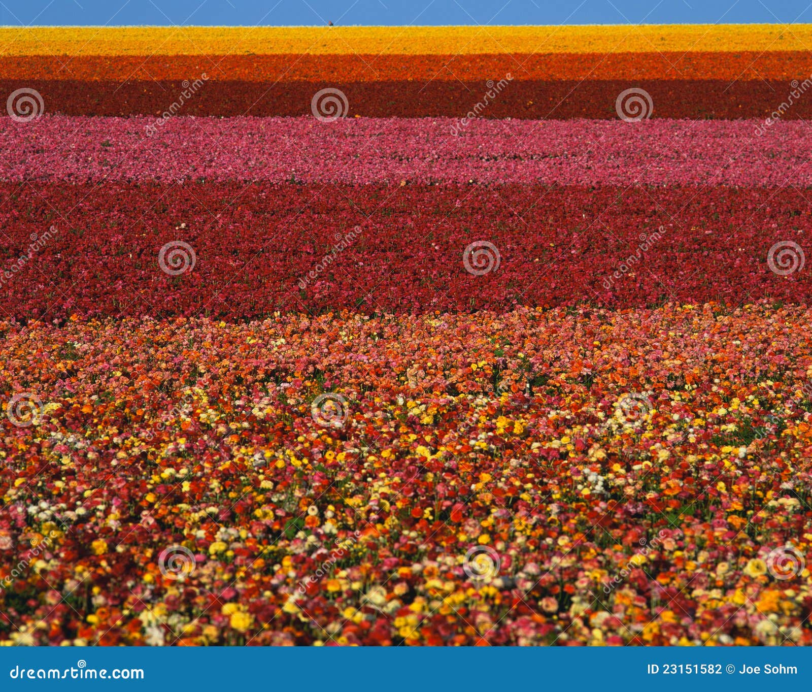 Fields of Ranunculus Flowers in California Stock Photo - Image of ...