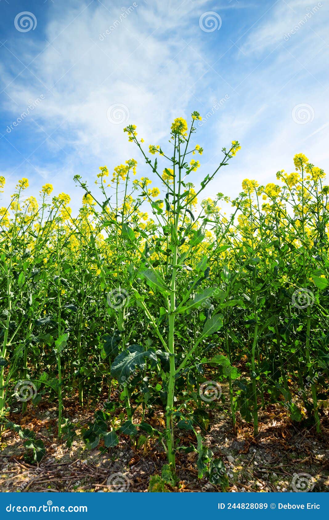 Fields of Rapeseed in Bloom in Close Up Stock Image - Image of pretty ...