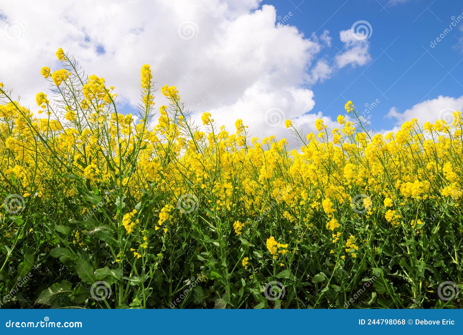 Fields of Rapeseed in Bloom in Close Up Stock Photo - Image of produce ...