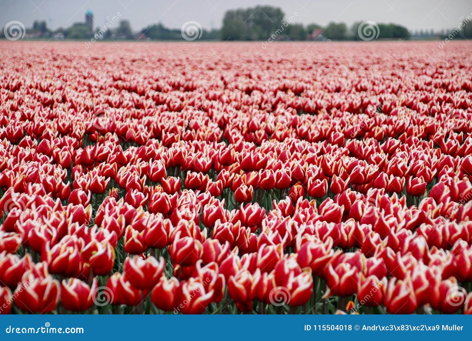 Fields of Red with White Tulips in a Row on the Island Goeree ...