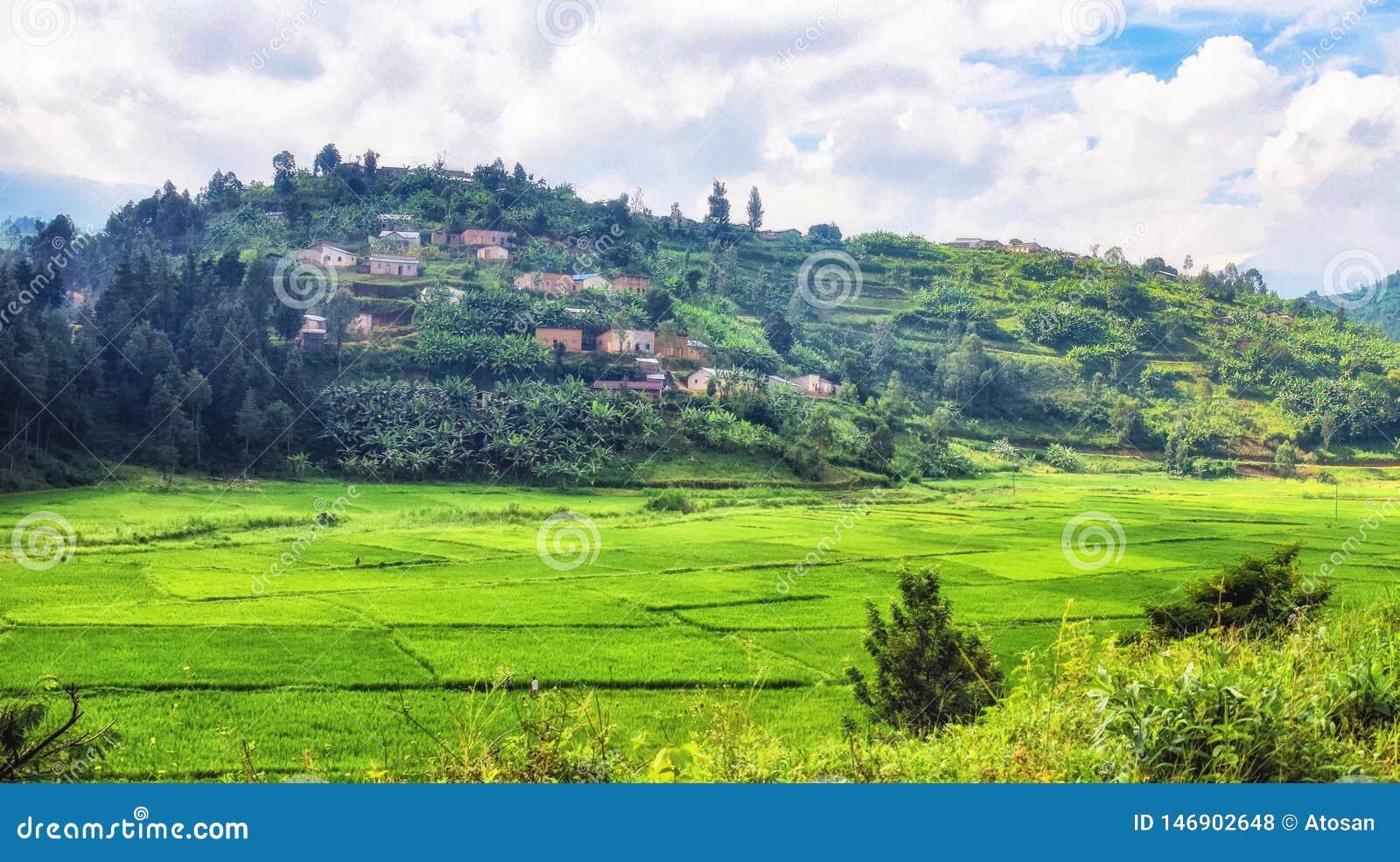 Fields of Rice Crops in Valley Bottom. Rwanda Stock Photo - Image of ...