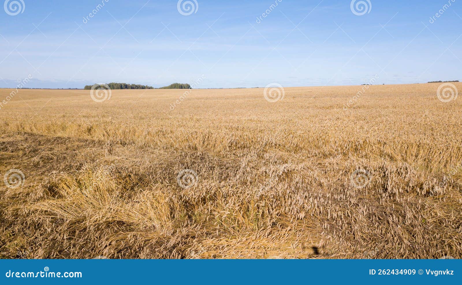 Fields with Ripe Wheat from a Bird S-eye View on a Clear Day Stock ...