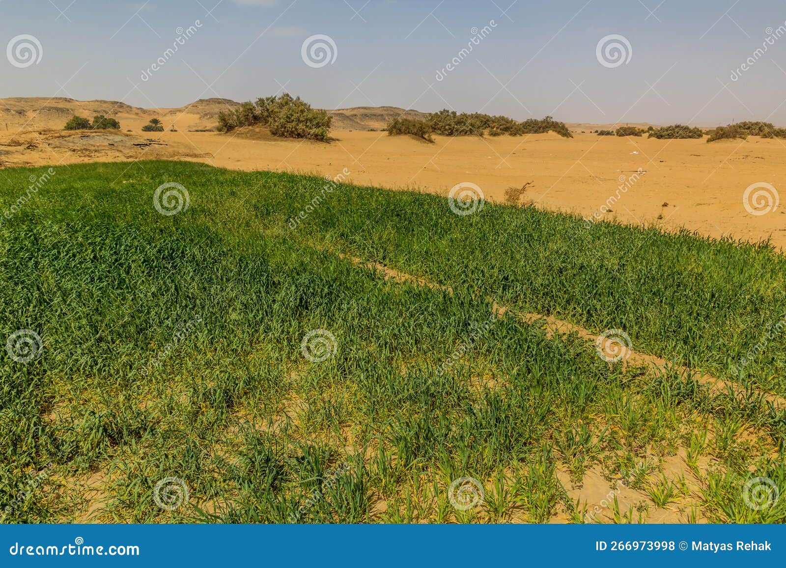 Fields by the River Nile, Egy Stock Photo - Image of african, desert ...
