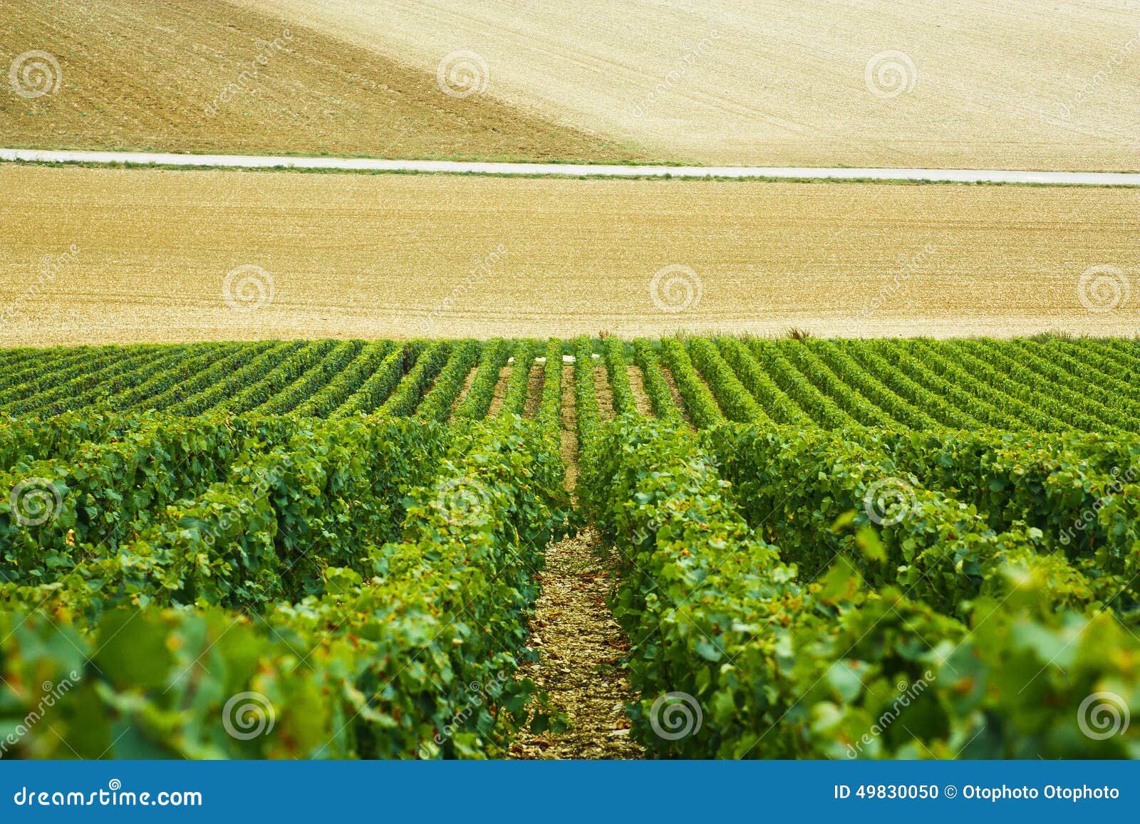 Fields and Rows of Grapes in the Countryside, France Stock Photo ...