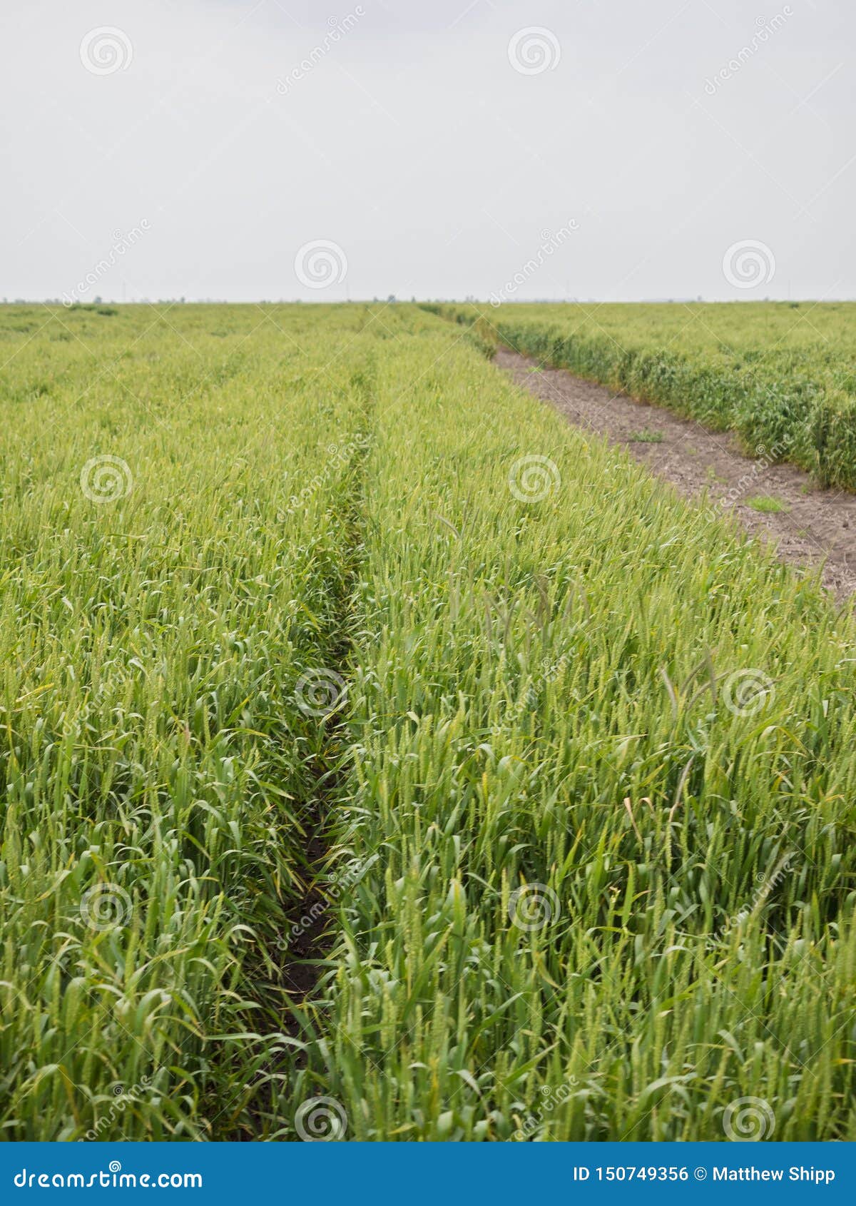 Fields and rows of wheat stock photo. Image of nature - 150749356