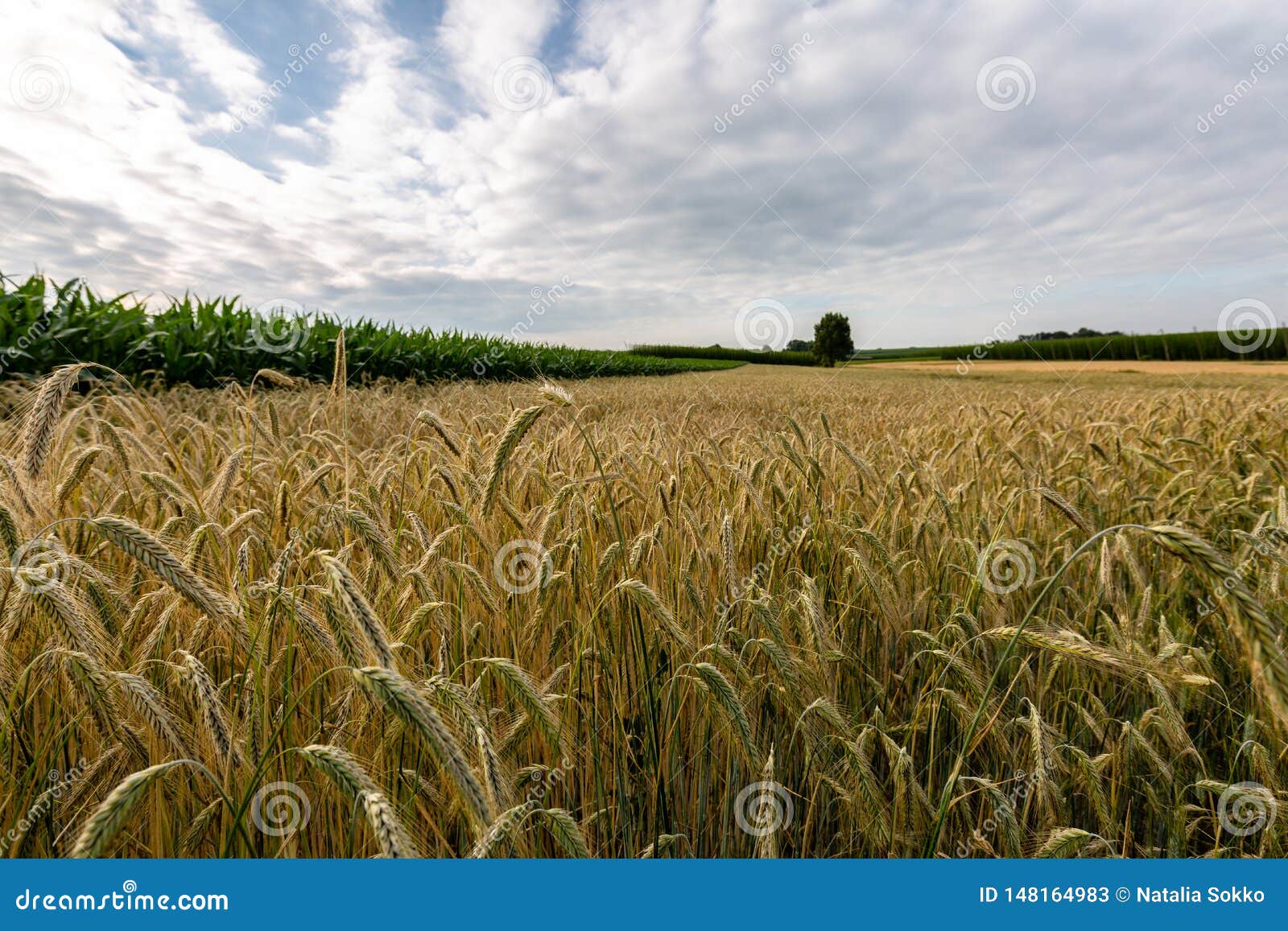 Fields of rye and corn stock image. Image of scene, countryside - 148164983