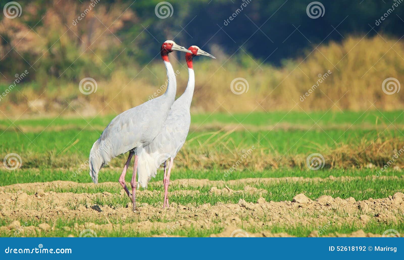 In the Fields stock photo. Image of sarus, india, birds - 52618192