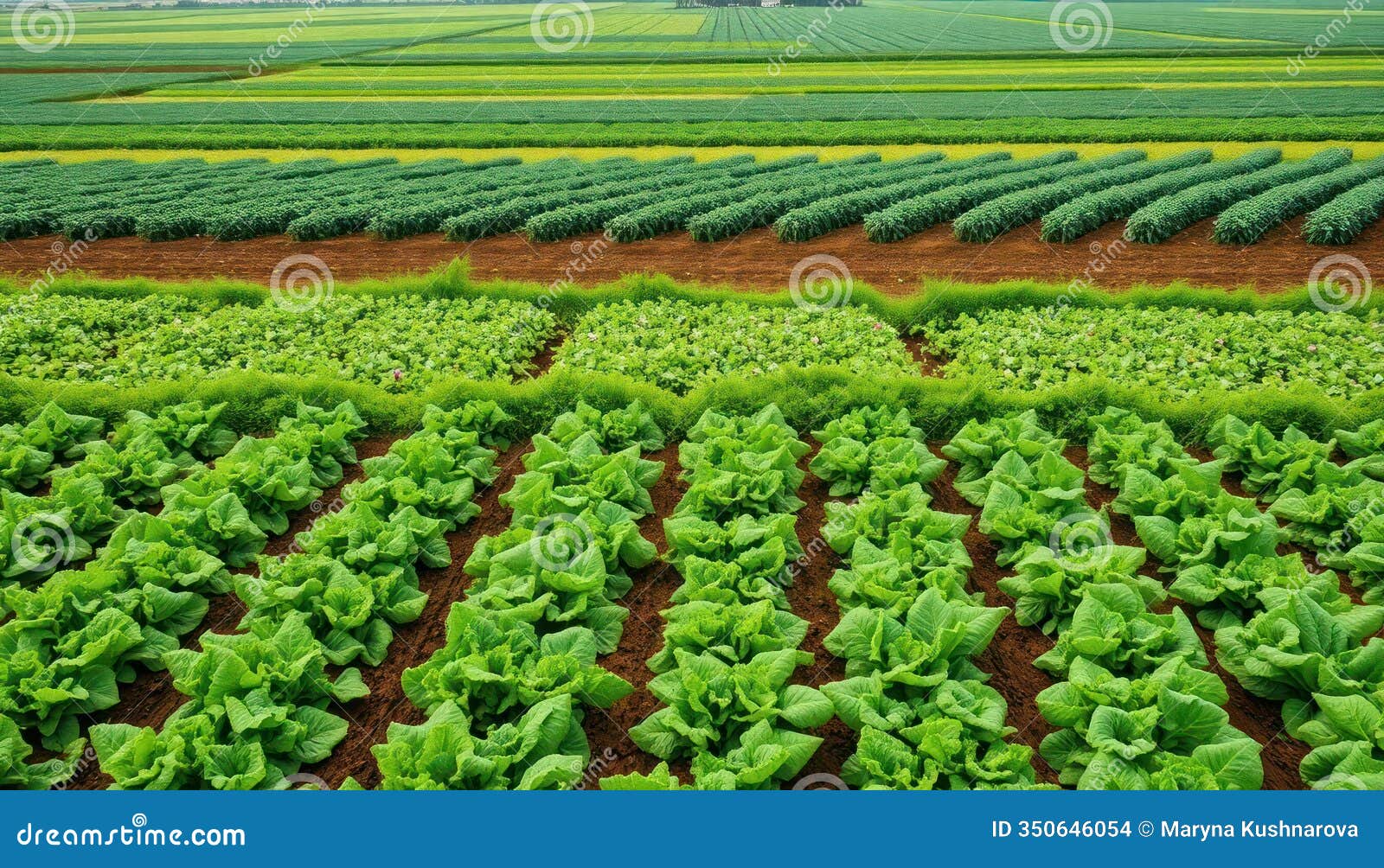 Fields Showcase Crop Rotation. Different Crops Grow in Alternating Rows ...