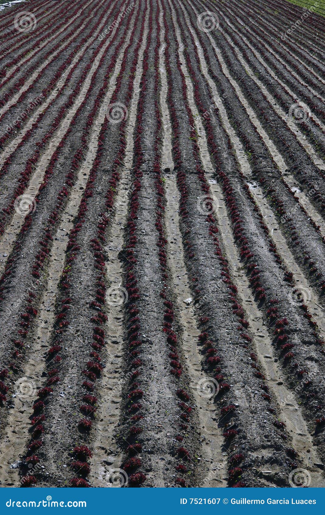 Fields sown stock image. Image of garden, country, plant - 7521607