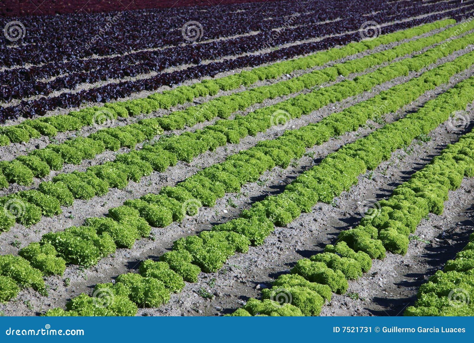 Fields sown stock image. Image of season, outdoor, crop - 7521731