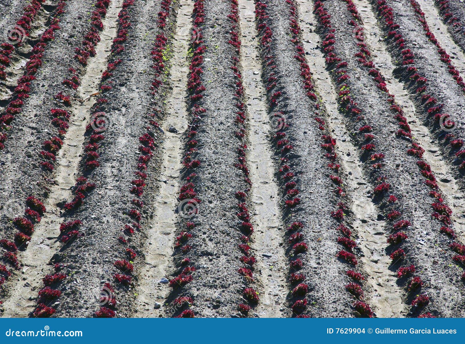 Fields sown stock photo. Image of agriculture, plant, bright - 7629904