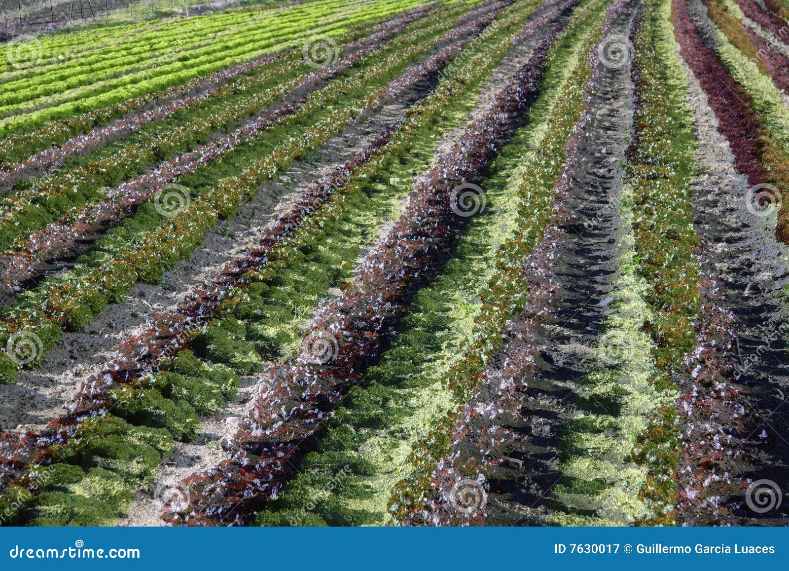 Fields sown stock image. Image of sown, garden, countryside - 7630017