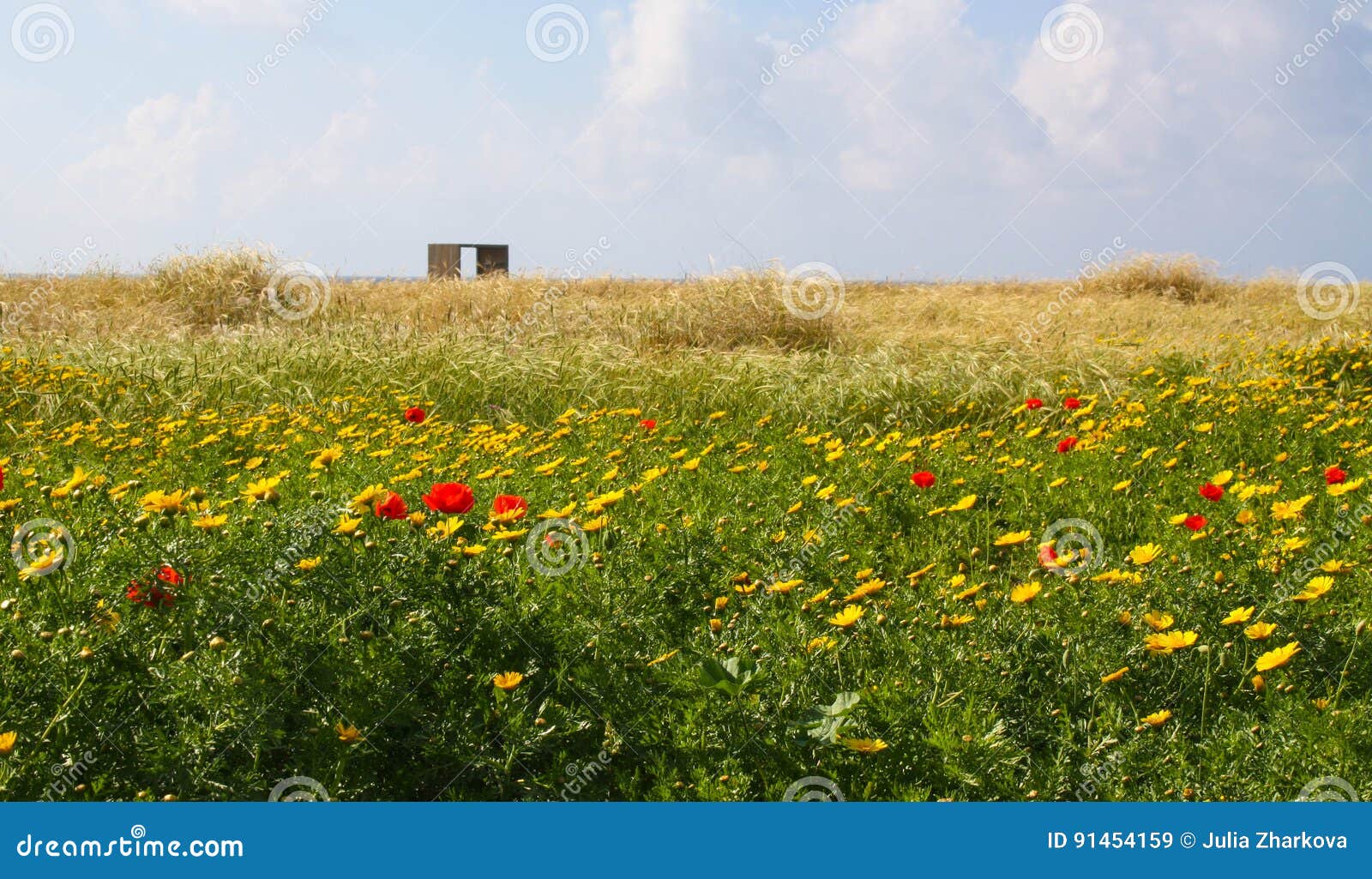 Fields of Spring Flowers, Cyprus. Red and Yellow Flowers, Blue Sky and ...