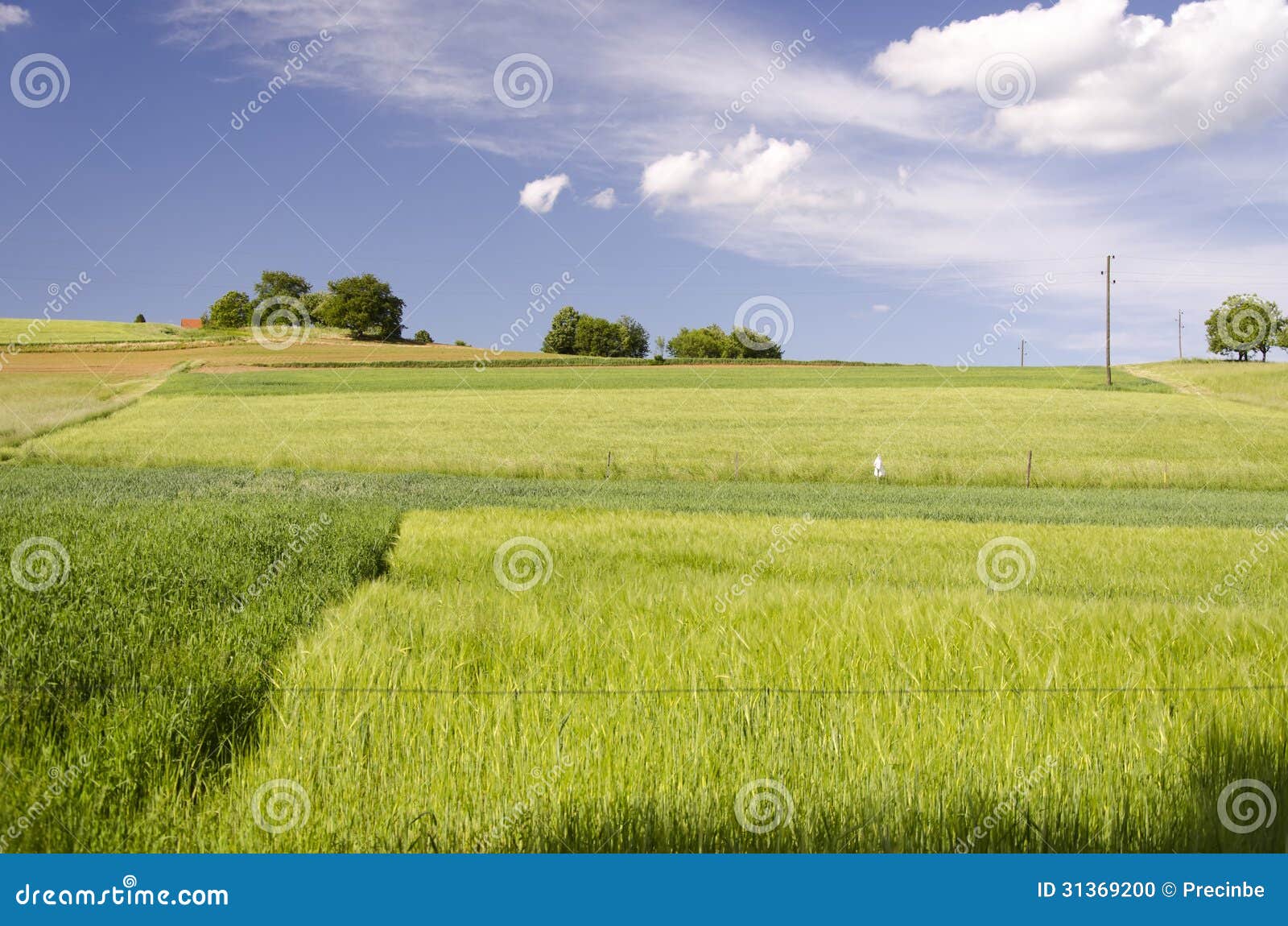 Fields in spring stock photo. Image of tree, plants, blue - 31369200