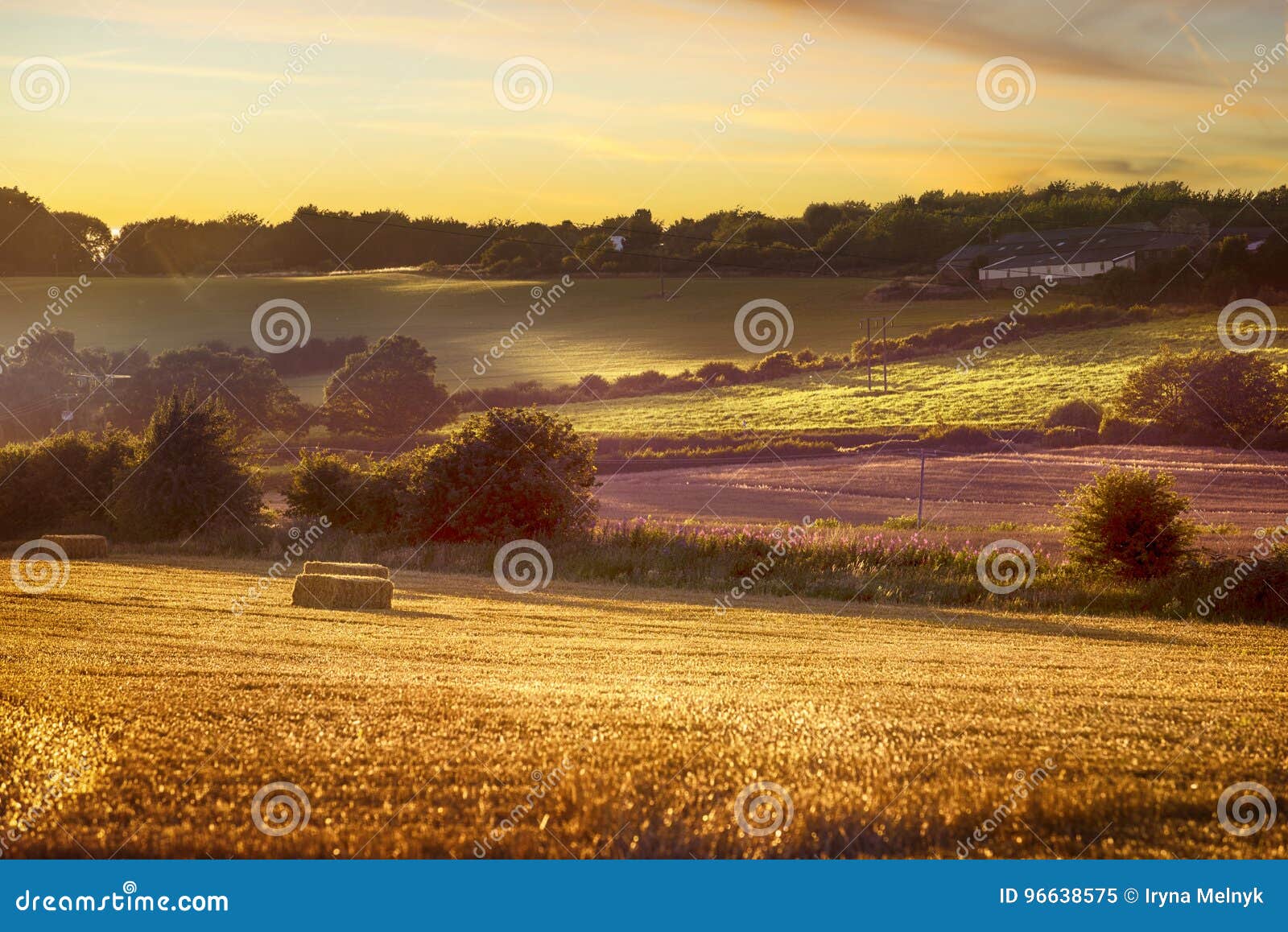 Fields at the sunset stock image. Image of yellow, walking - 96638575