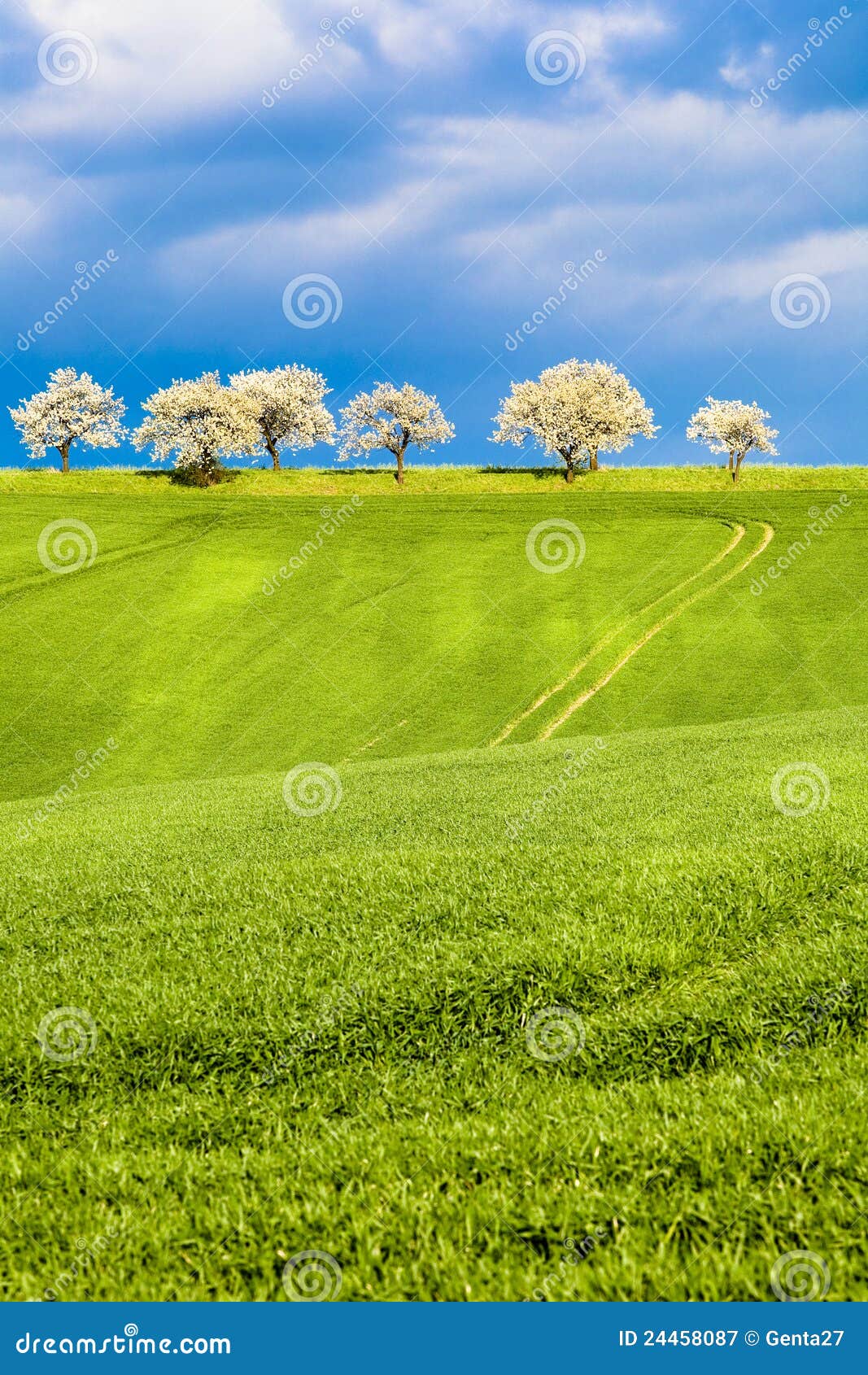 Fields and trees stock image. Image of cloudscape, grass - 24458087