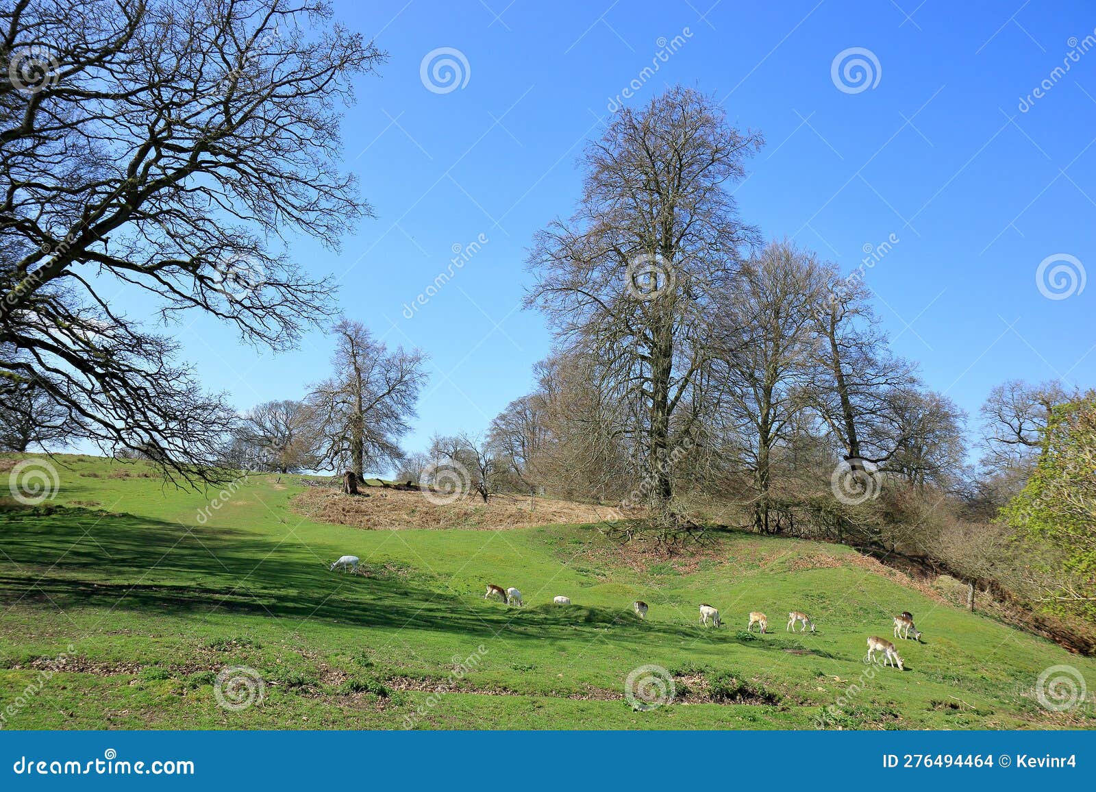 Fields and Trees in a Colourful Woodland Landscape Stock Photo - Image ...