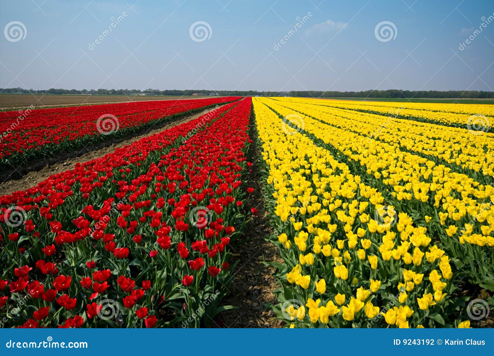 Fields of tulips stock photo. Image of tulip, vivid, florist - 9243192