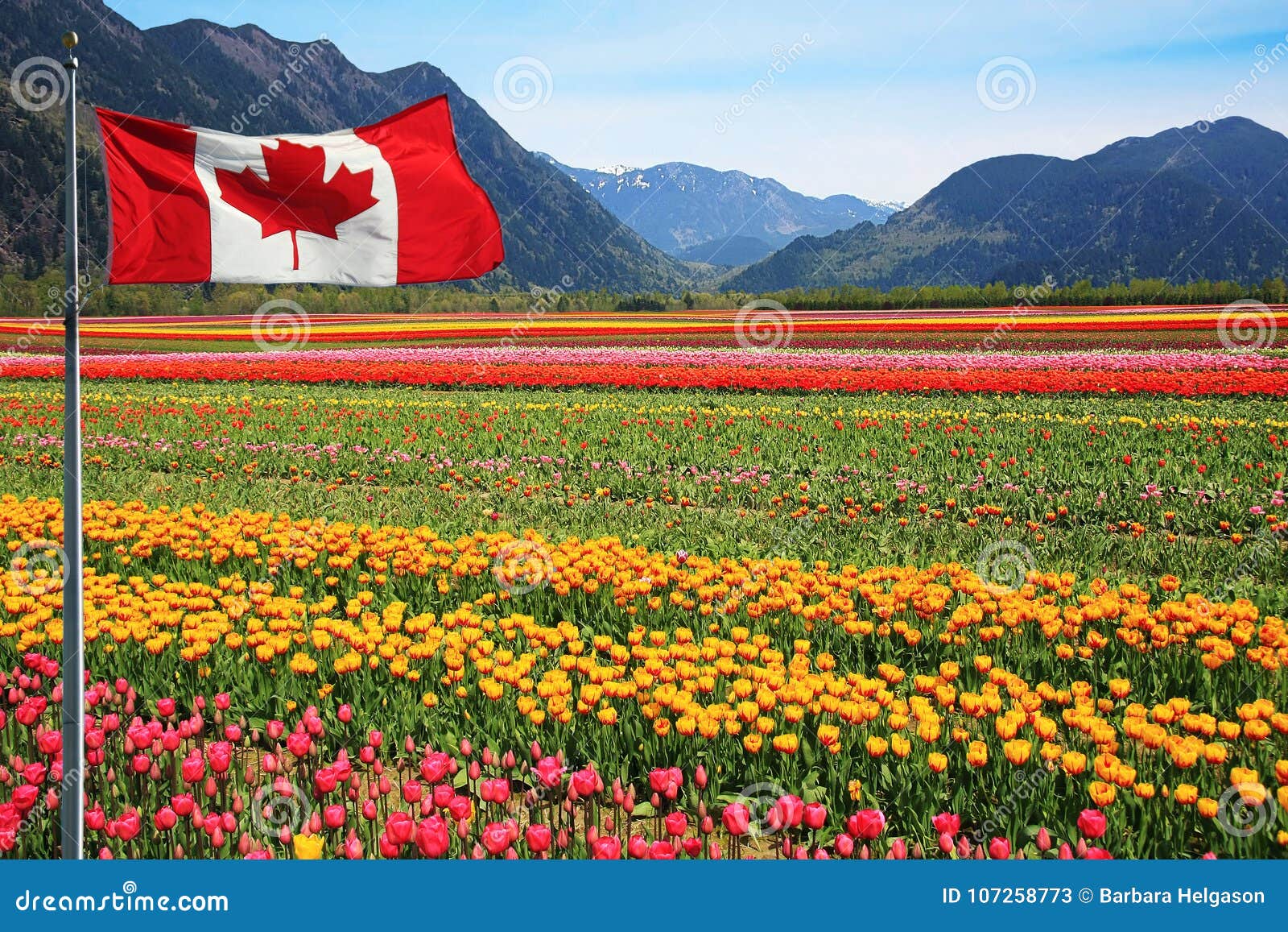 Canada Tulip fields stock image. Image of scene, spring - 107258773