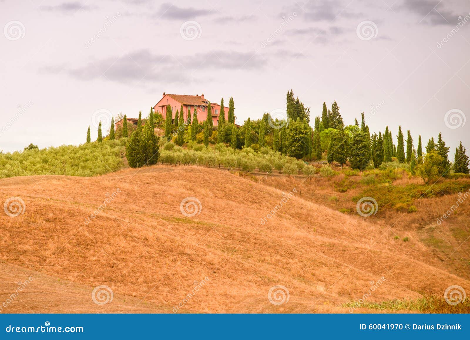 Fields in Tuscany stock photo. Image of blue, leaf, fields - 60041970